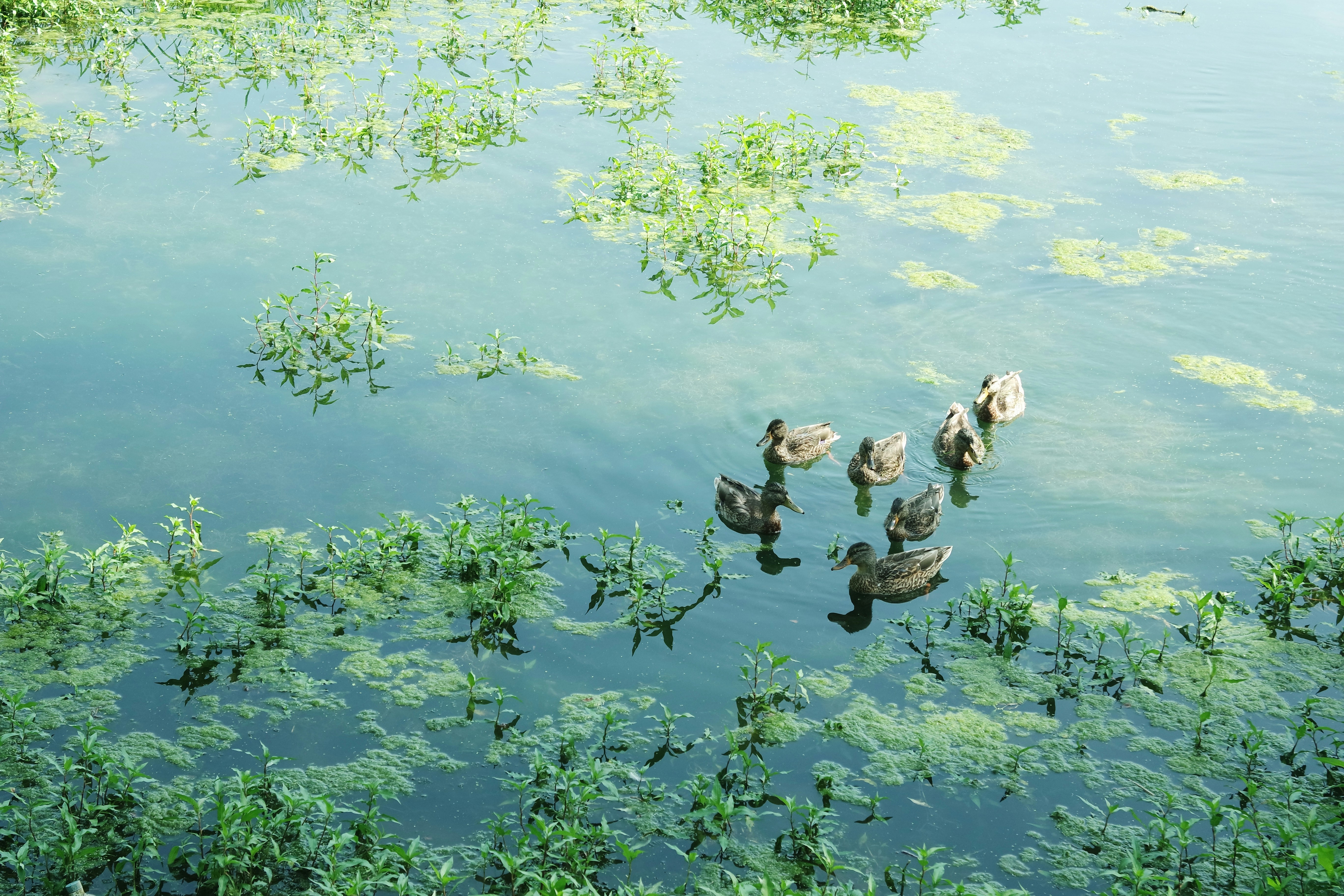 Morning Swim in a Tranquil Pond