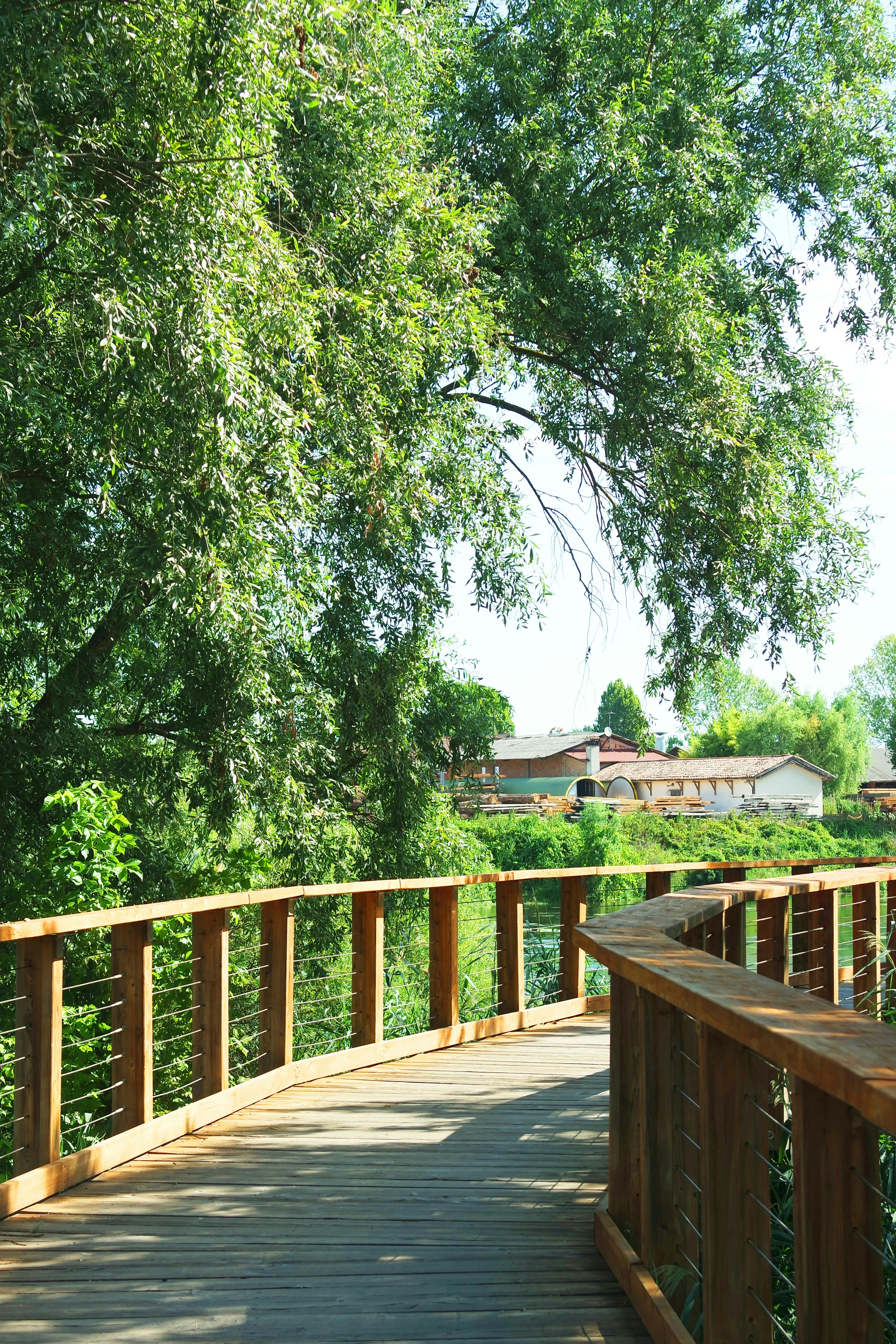 Sunlit Riverside Boardwalk: A Quiet Path Through Green Canopy