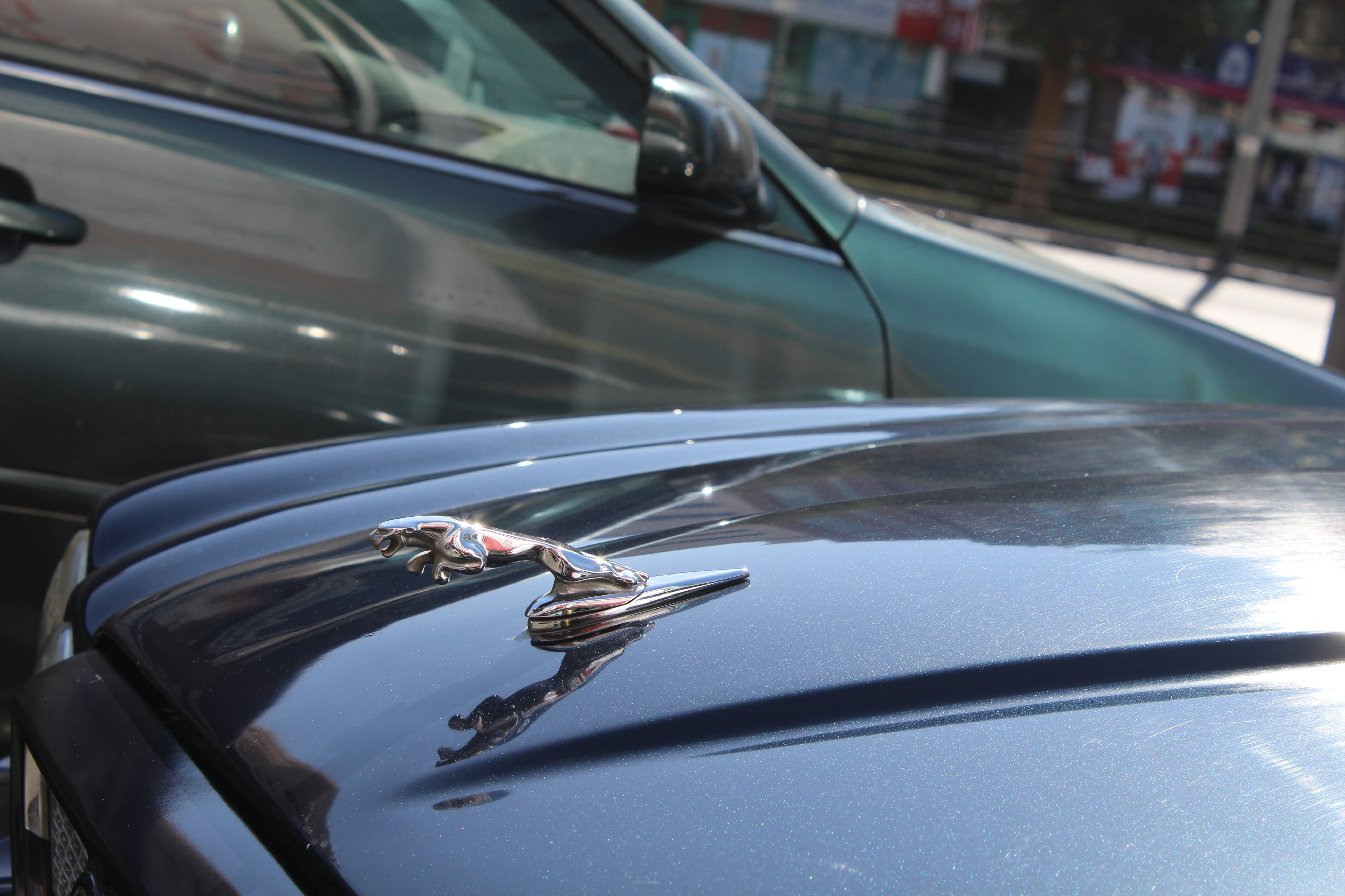 a bug on a car hood