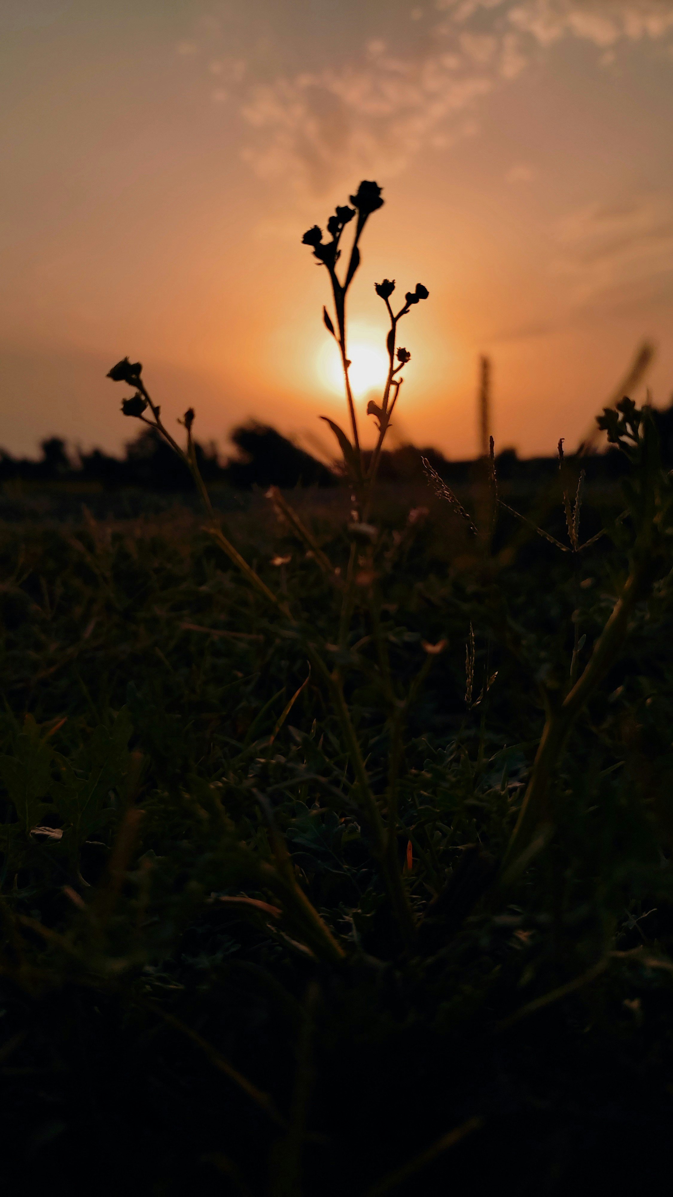 A photograph capturing delicate wildflower silhouettes against a warm orange sunset. The sun sits low on the horizon, glowing through the slender stems.