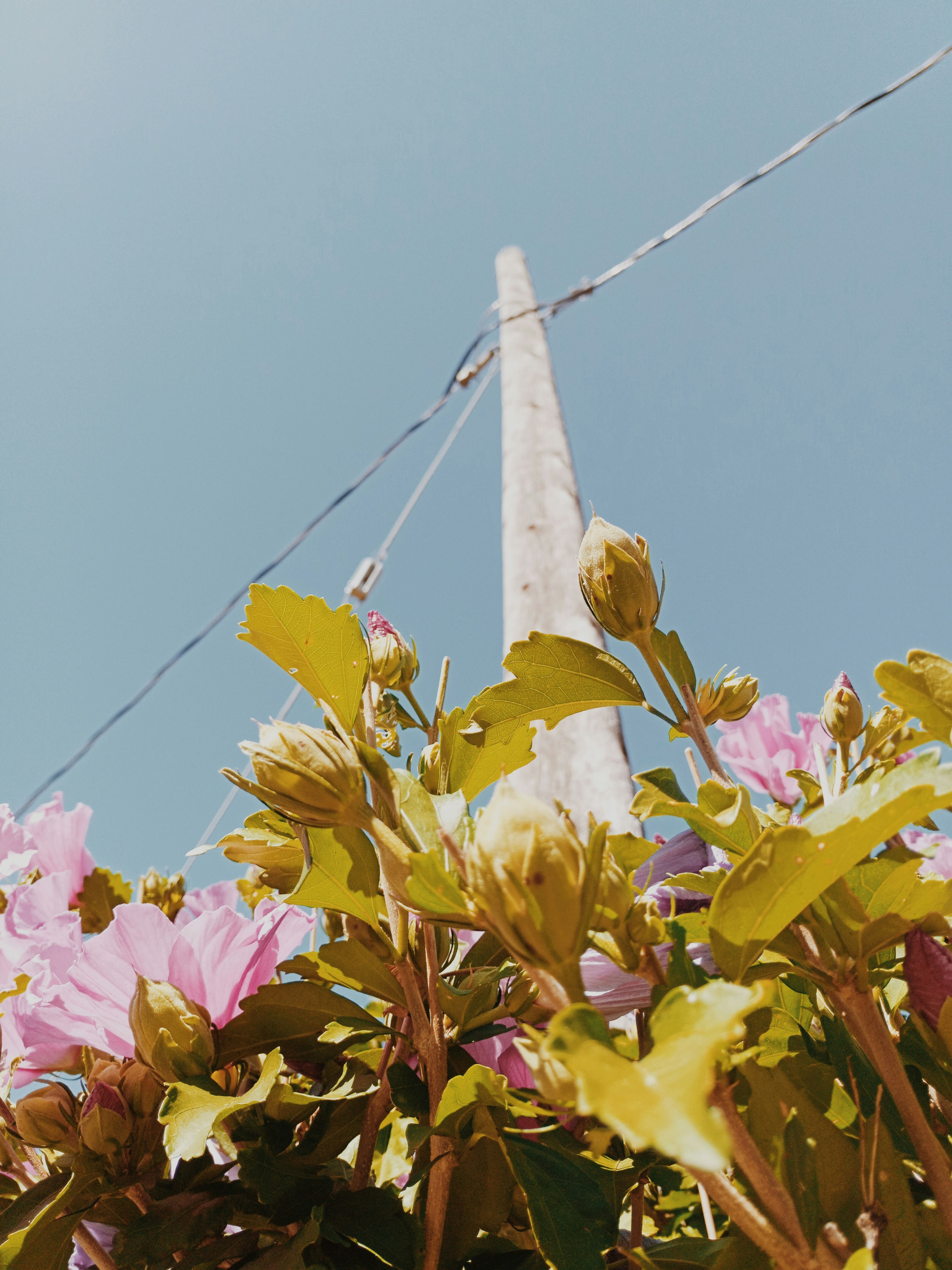 Low-angle scene of pink blossoms in the foreground with a weathered wooden post and barbed wire reaching toward a clear blue sky.