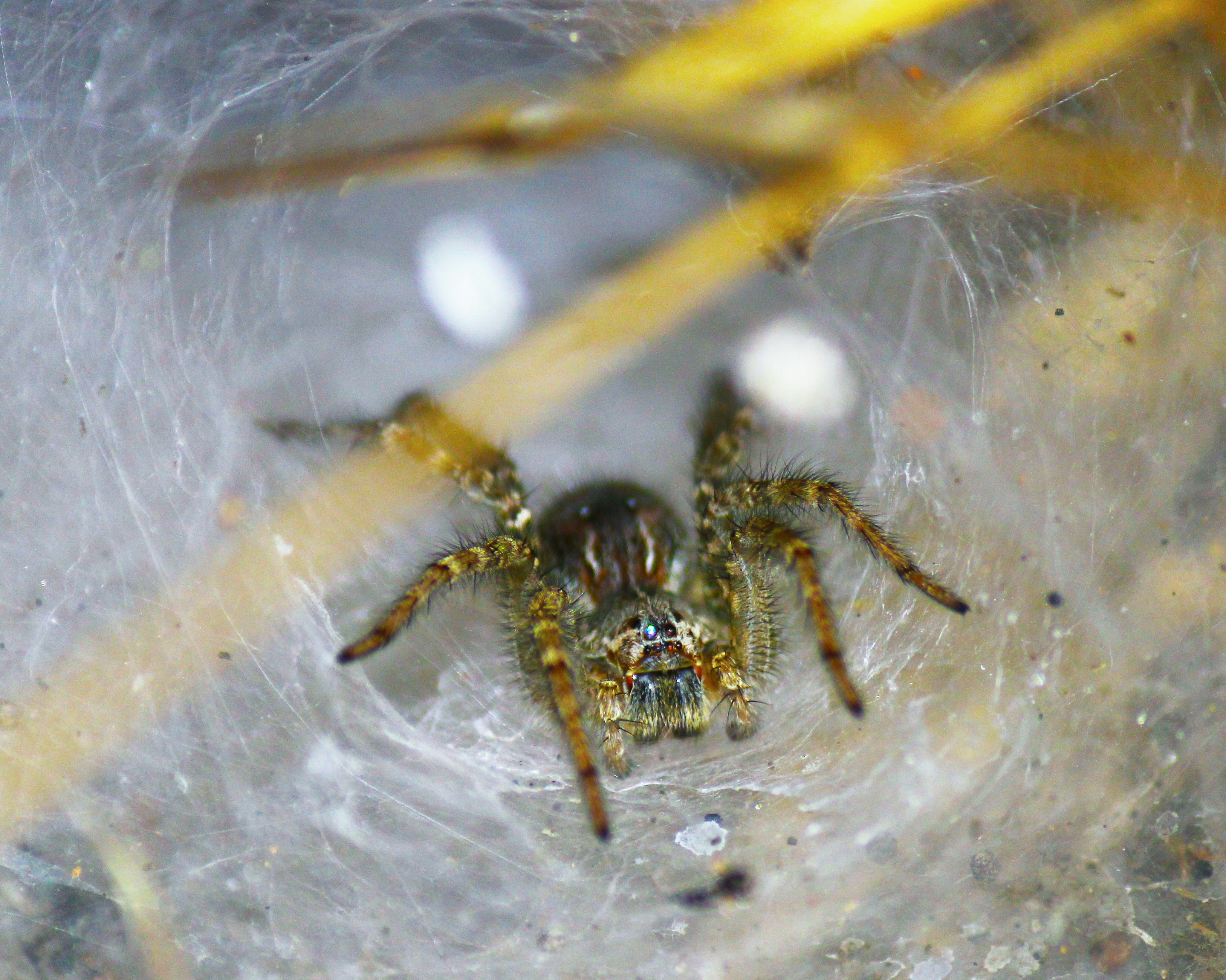 Gambar Laba Laba | Unduh Gambar Gratis di Unsplash