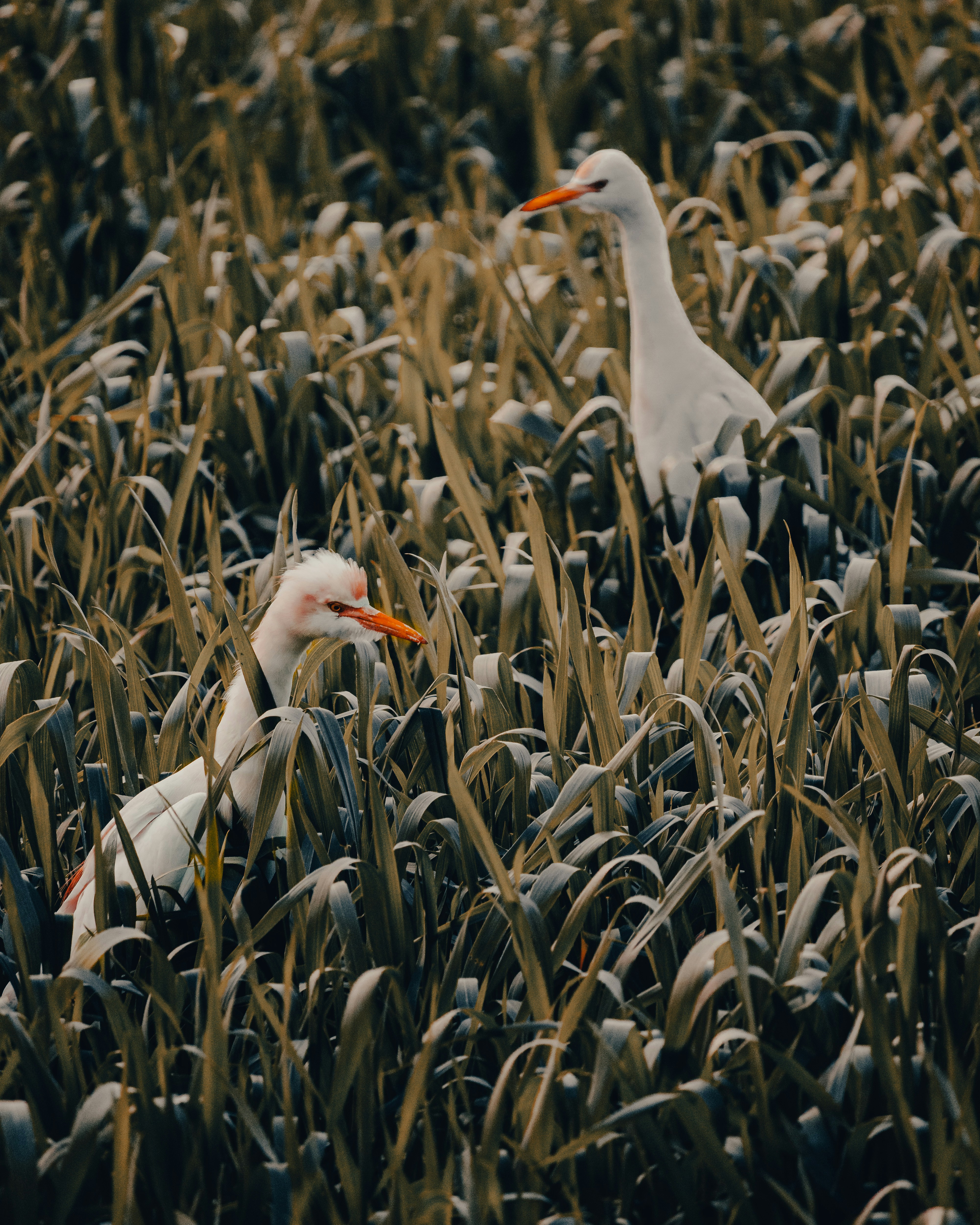 Two cattle egret birds in a field.