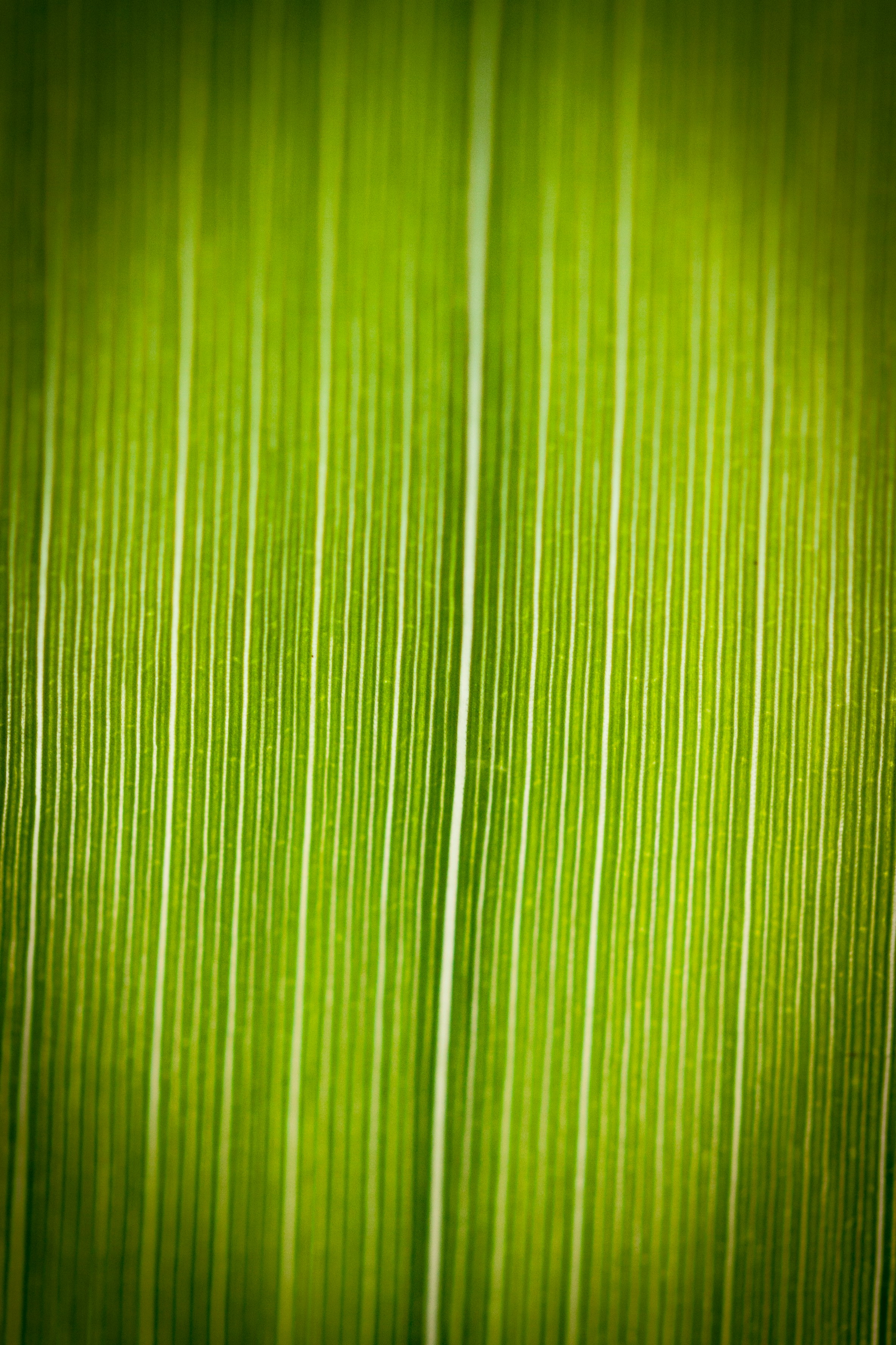 Vein Geometry: Macro Portrait of a Green Leaf