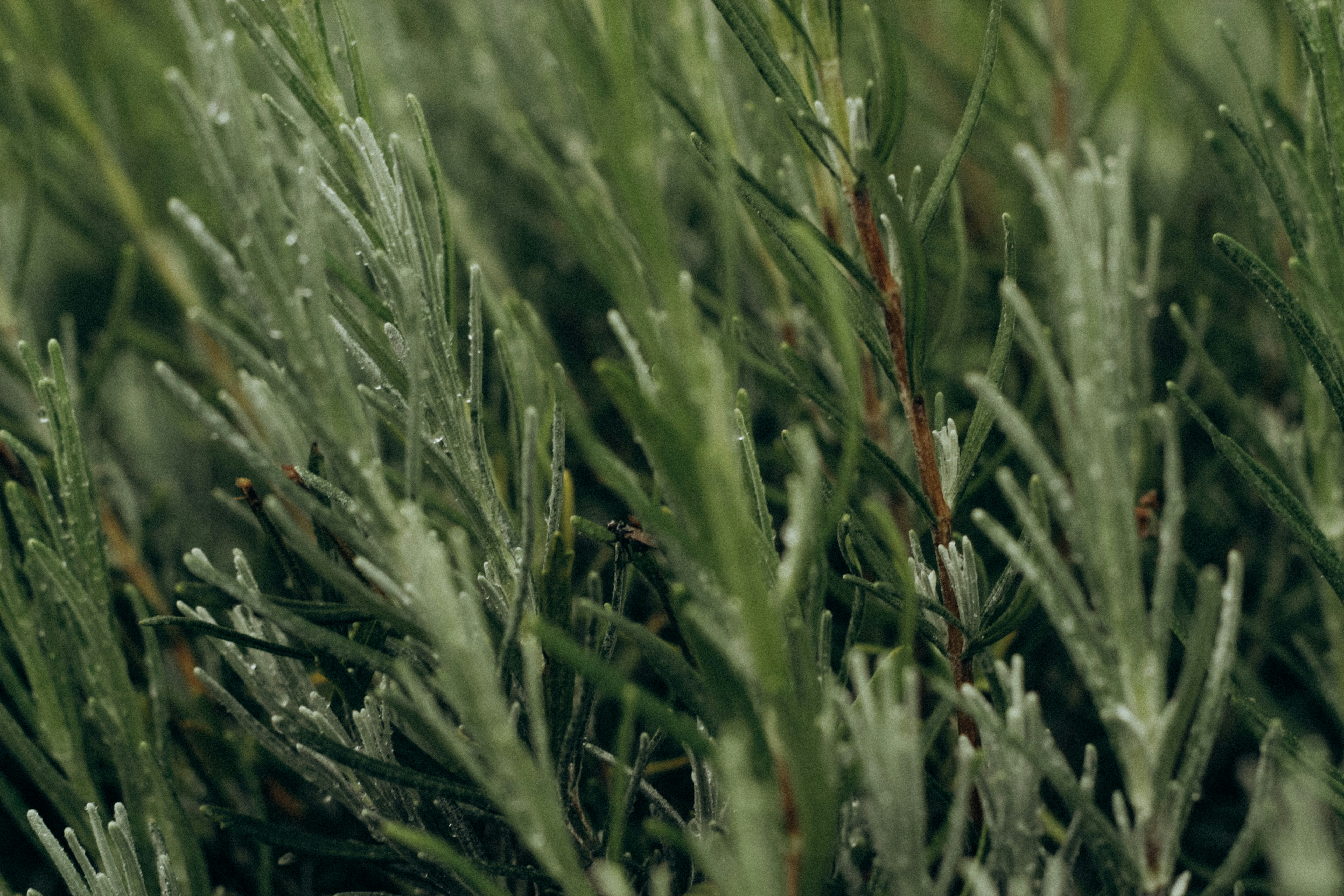 Close-Crop of Dew-Wet Pine Needles in Morning Light