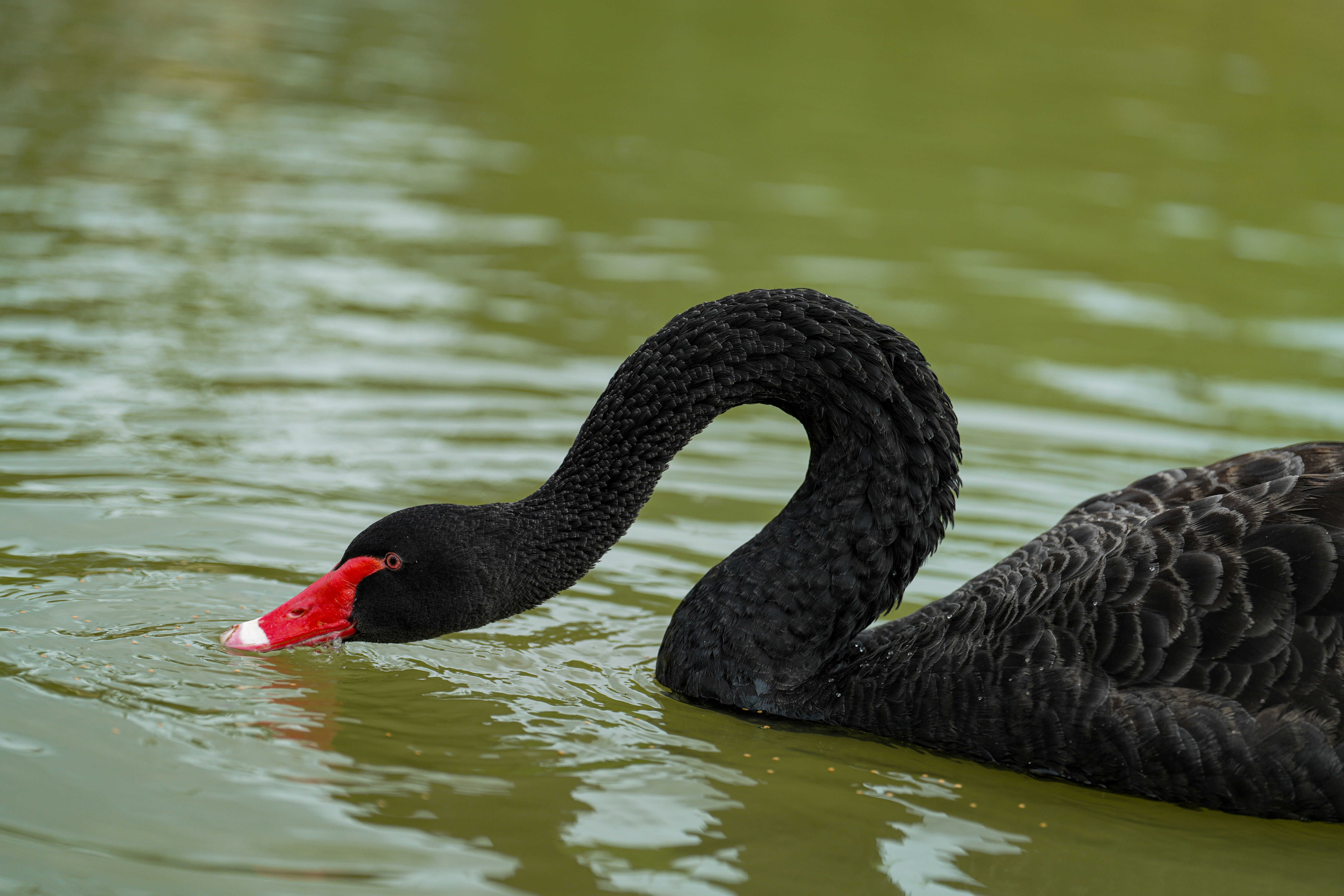 Emerald Glide: The Black Swan with a Scarlet Beak