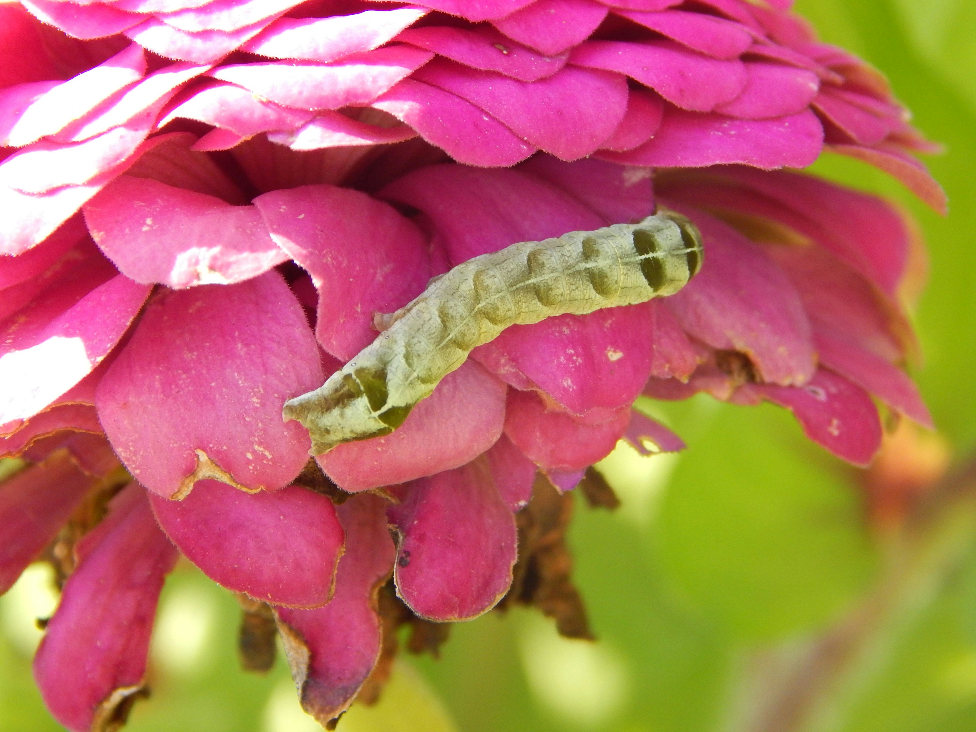 Macro Pulse: Caterpillar Traverses a Magenta Zinnia