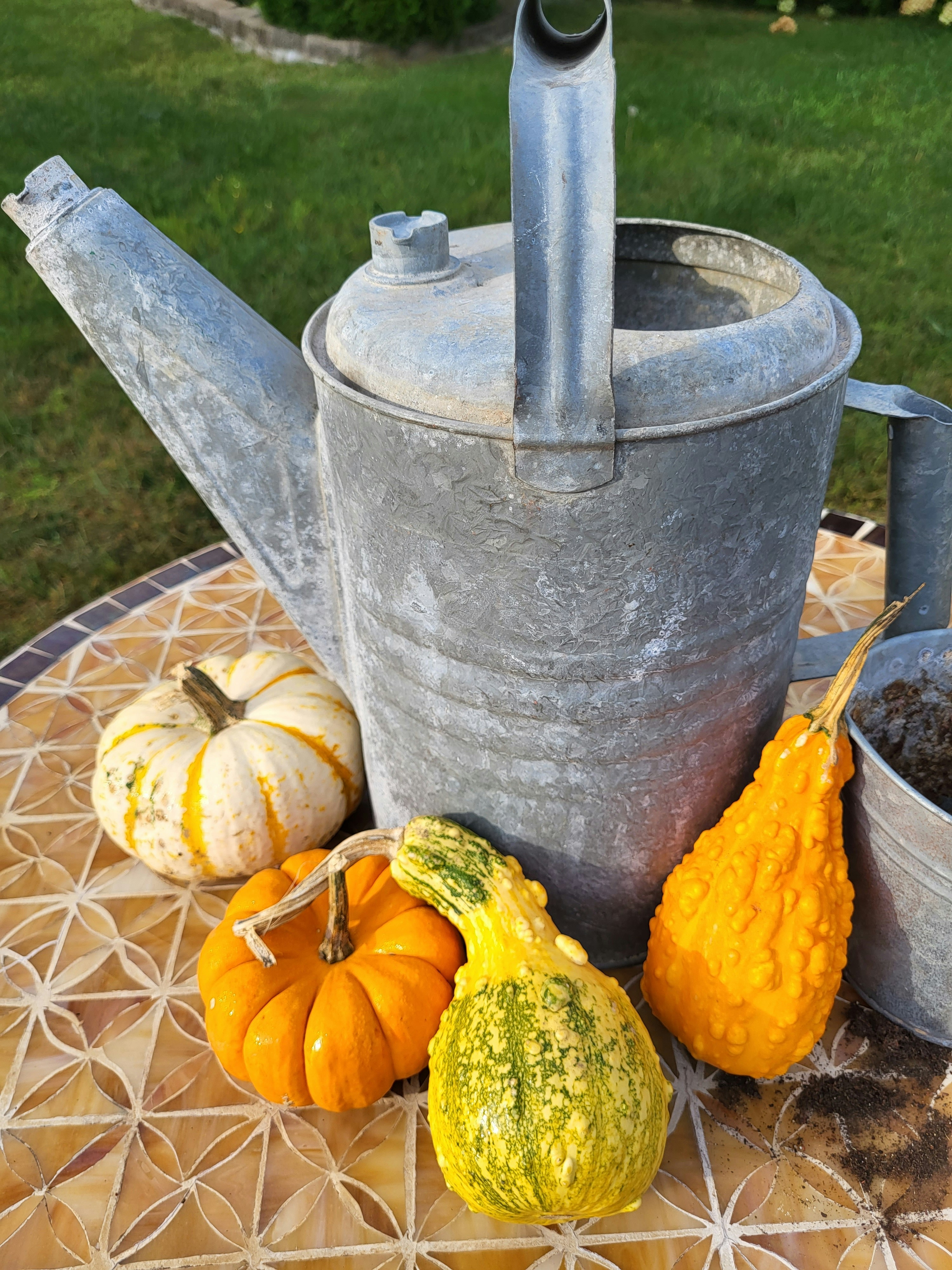 Aged Galvanized Watering Can Framed by Autumn Pumpkins on a Patina Table