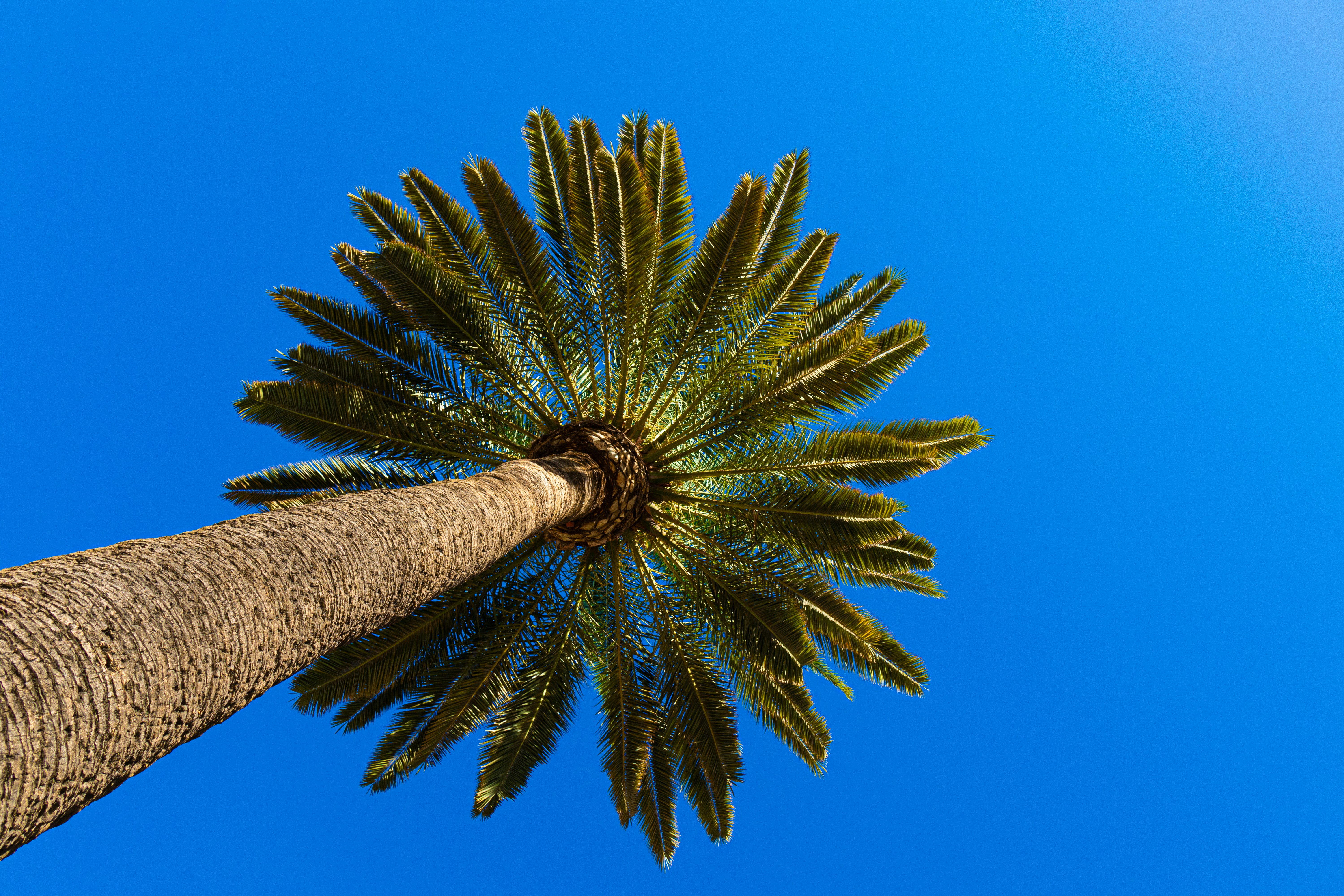 Bottom-Up Palm Crown: Fronds Framing a Cerulean Sky