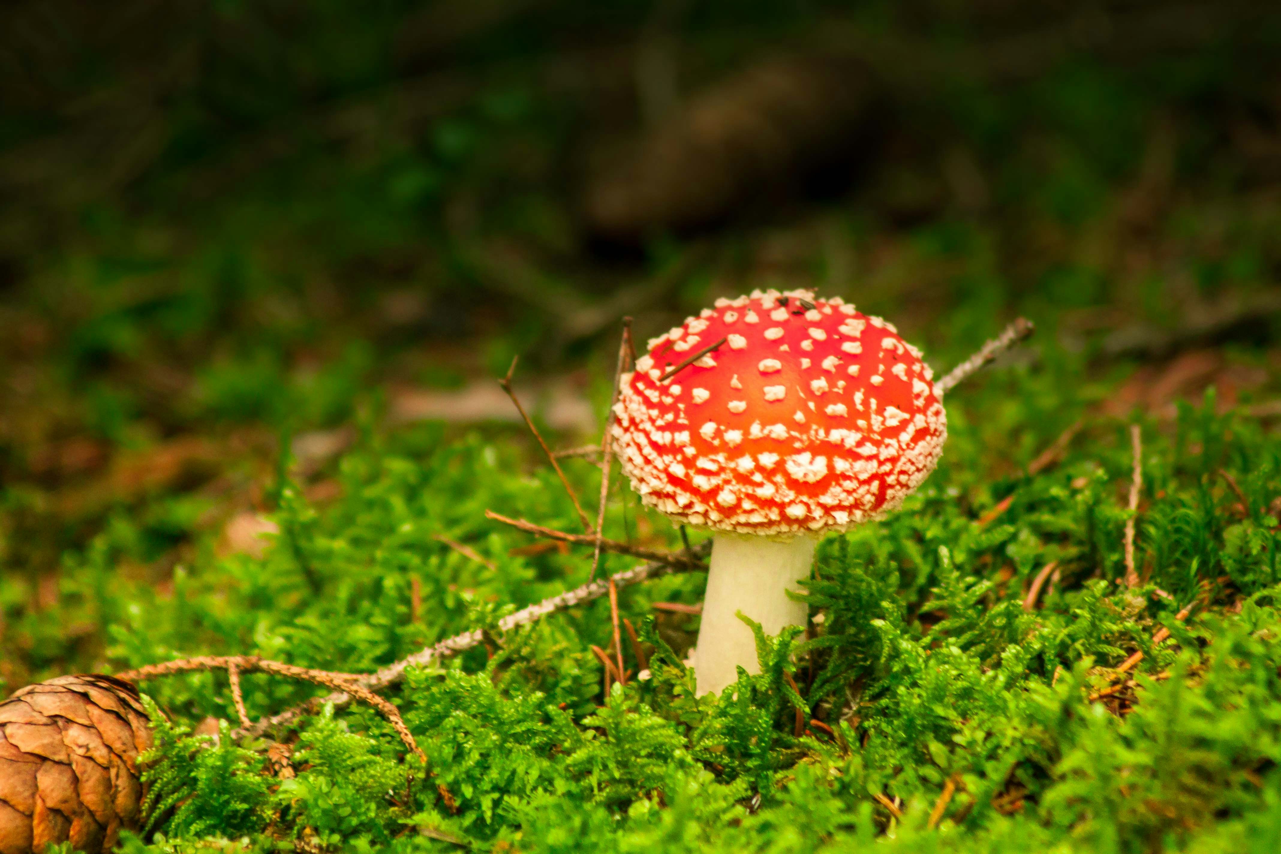 Photo by Jiří Suchý with Canon EOS 450D