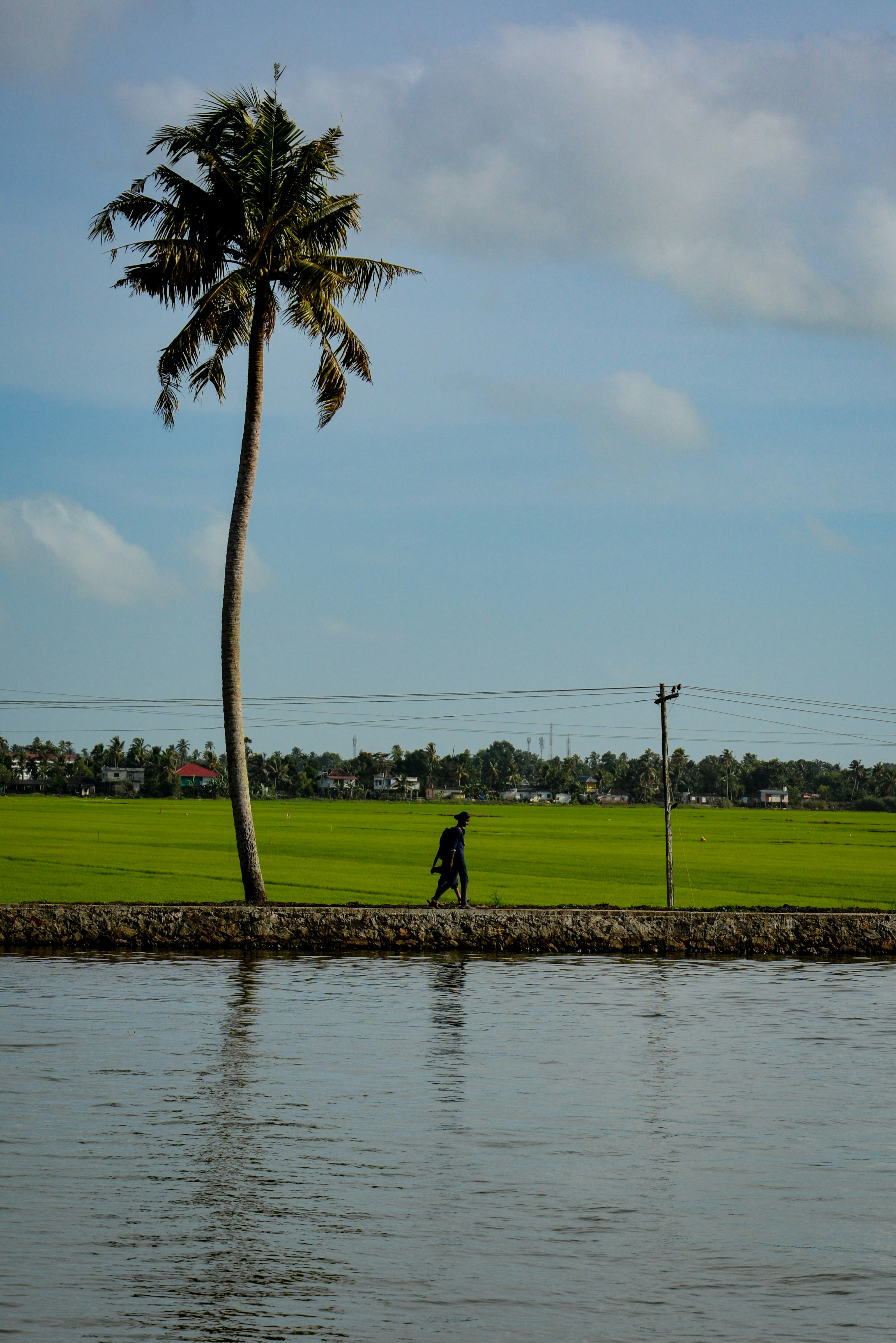 Palm on the Riverside: A Quiet Walk Along the Emerald Field