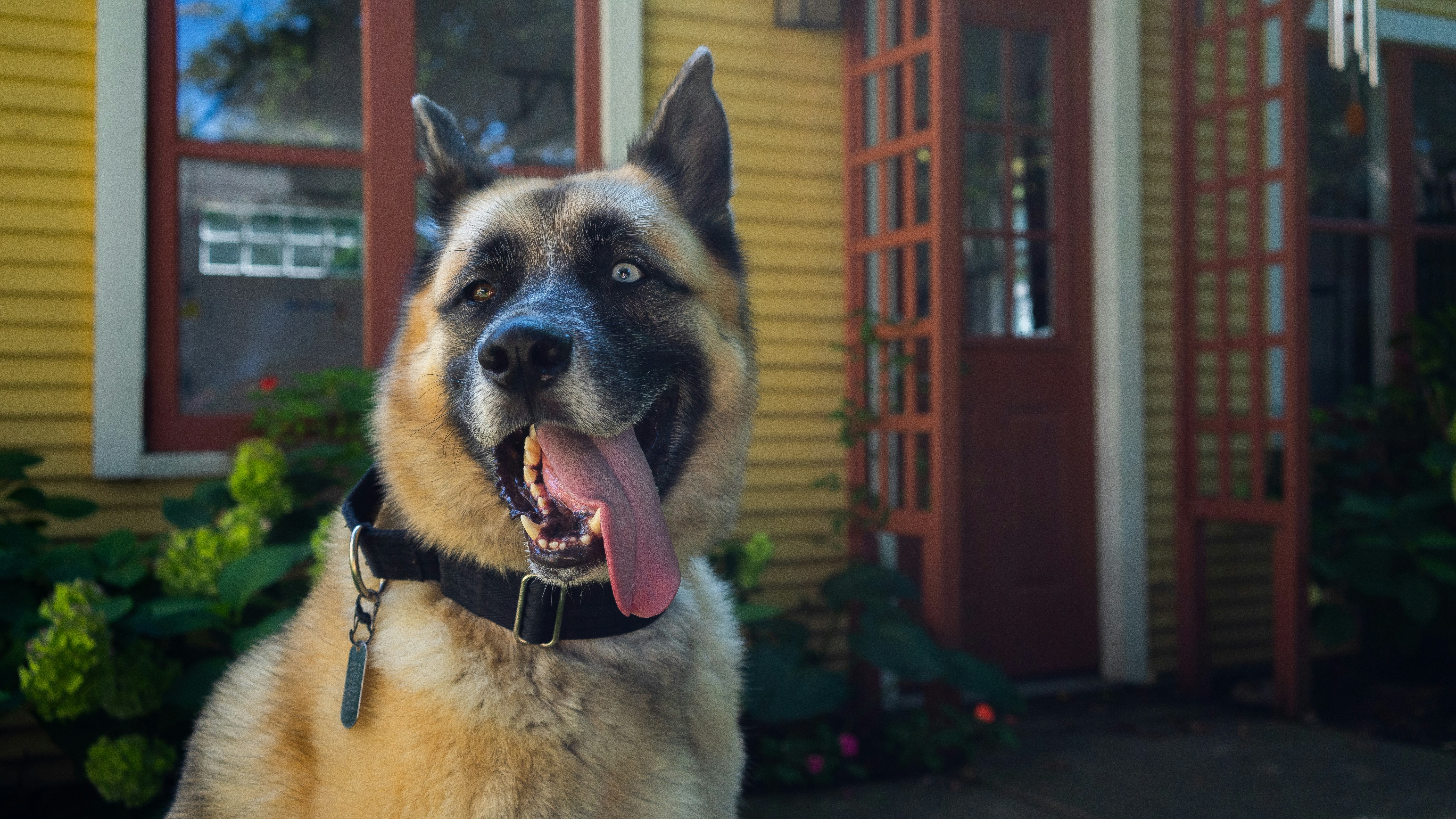 Foto Un perro con la boca abierta – Imagen Mi gratis en Unsplash