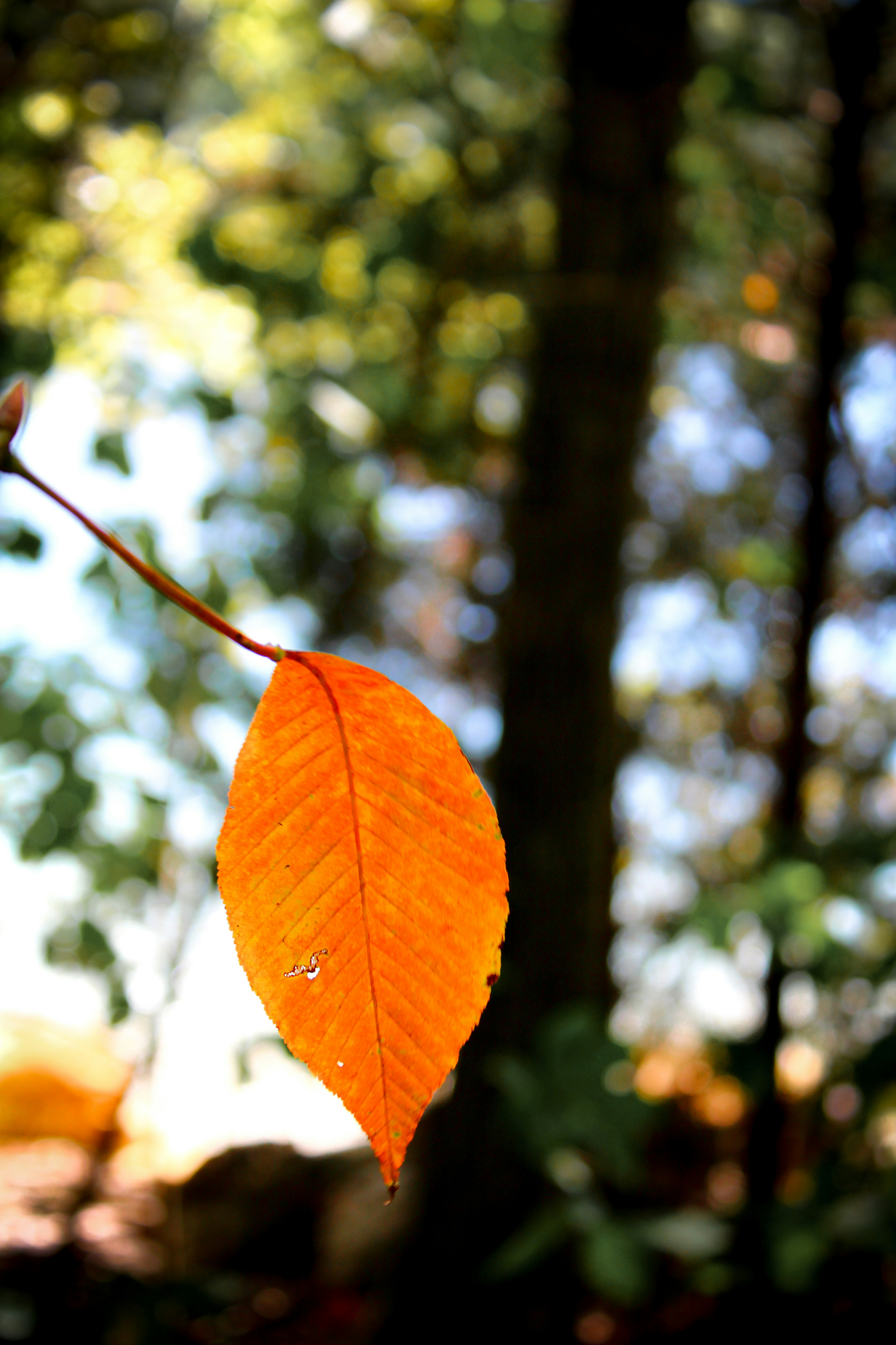 Amber Leaf Framed by Velvet Bokeh in Autumnal Light