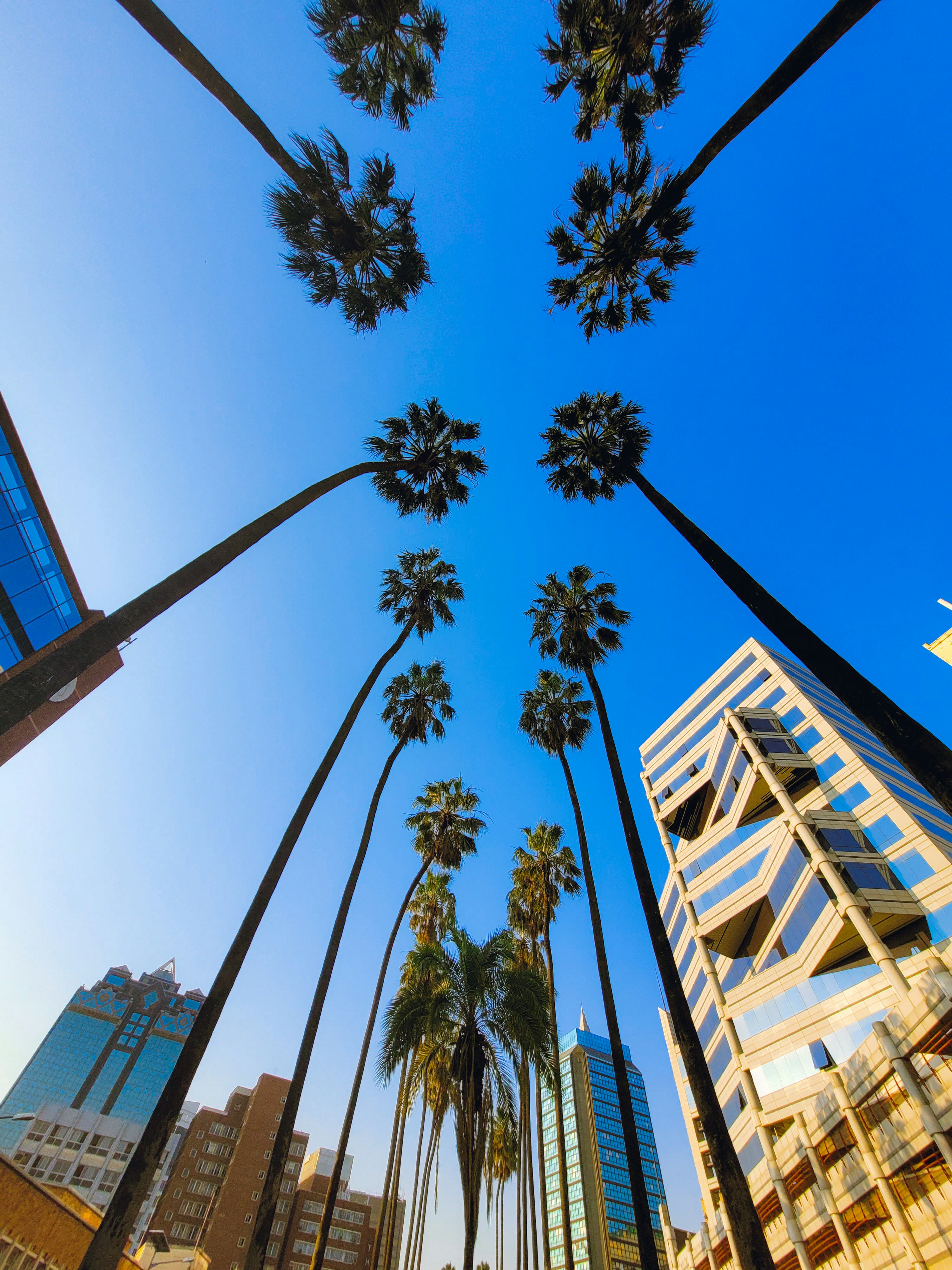 A group of palm trees photo – Free Zimbabwe Image on Unsplash
