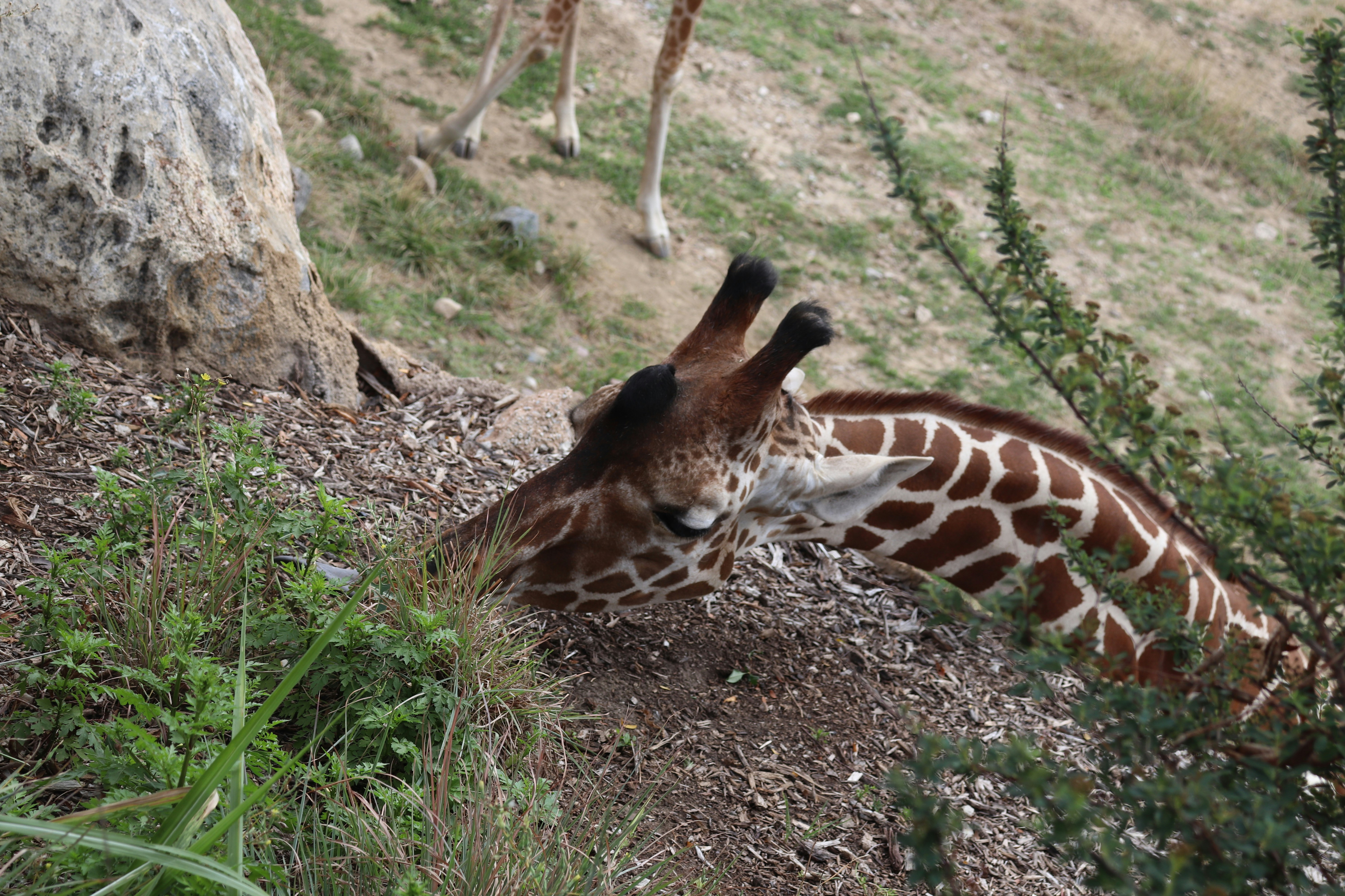 A couple of giraffes lay near each other photo – Free Animal Image on ...