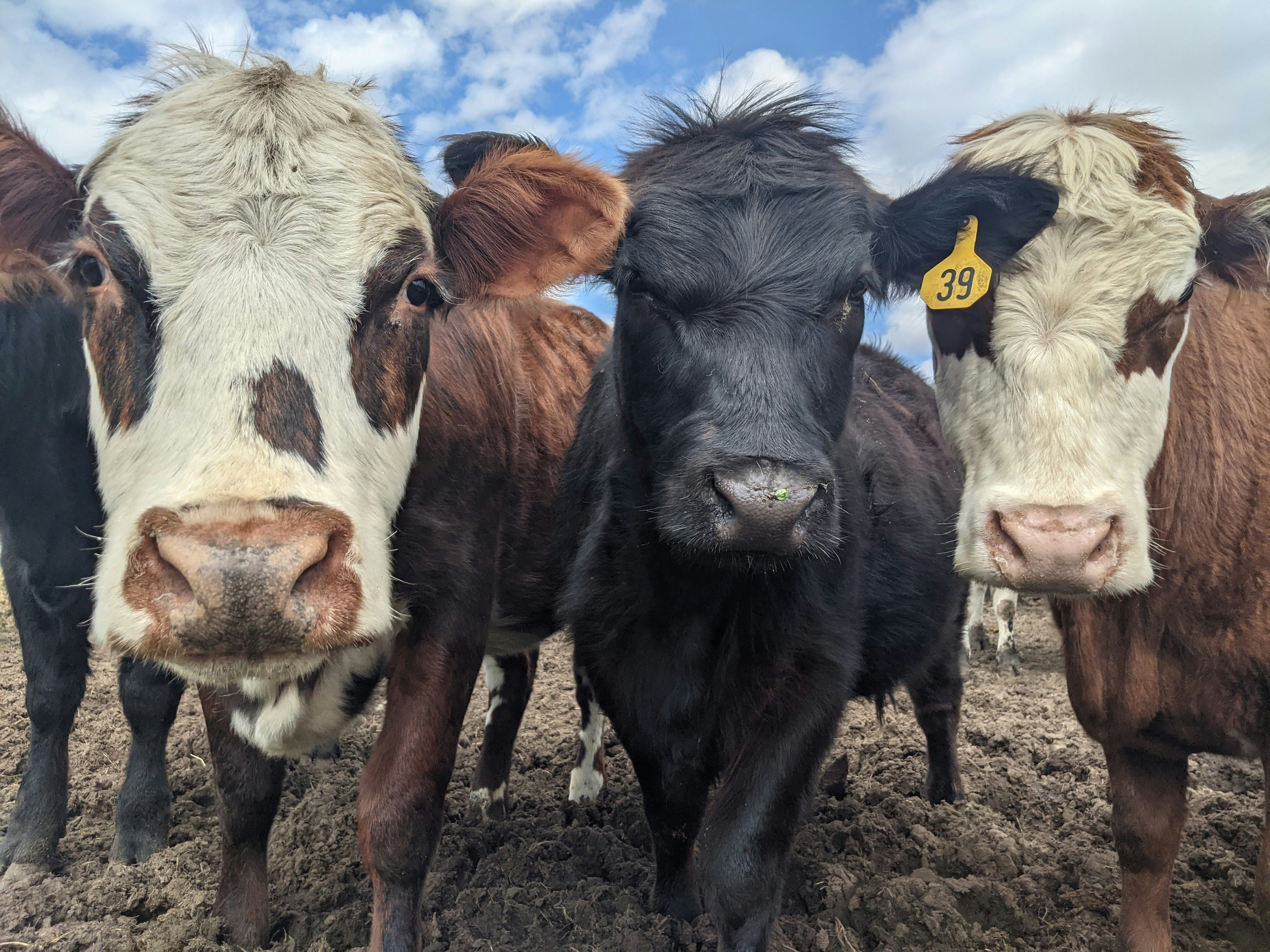A group of cows with a yellow tag on their ear photo – Free Cowboy ...