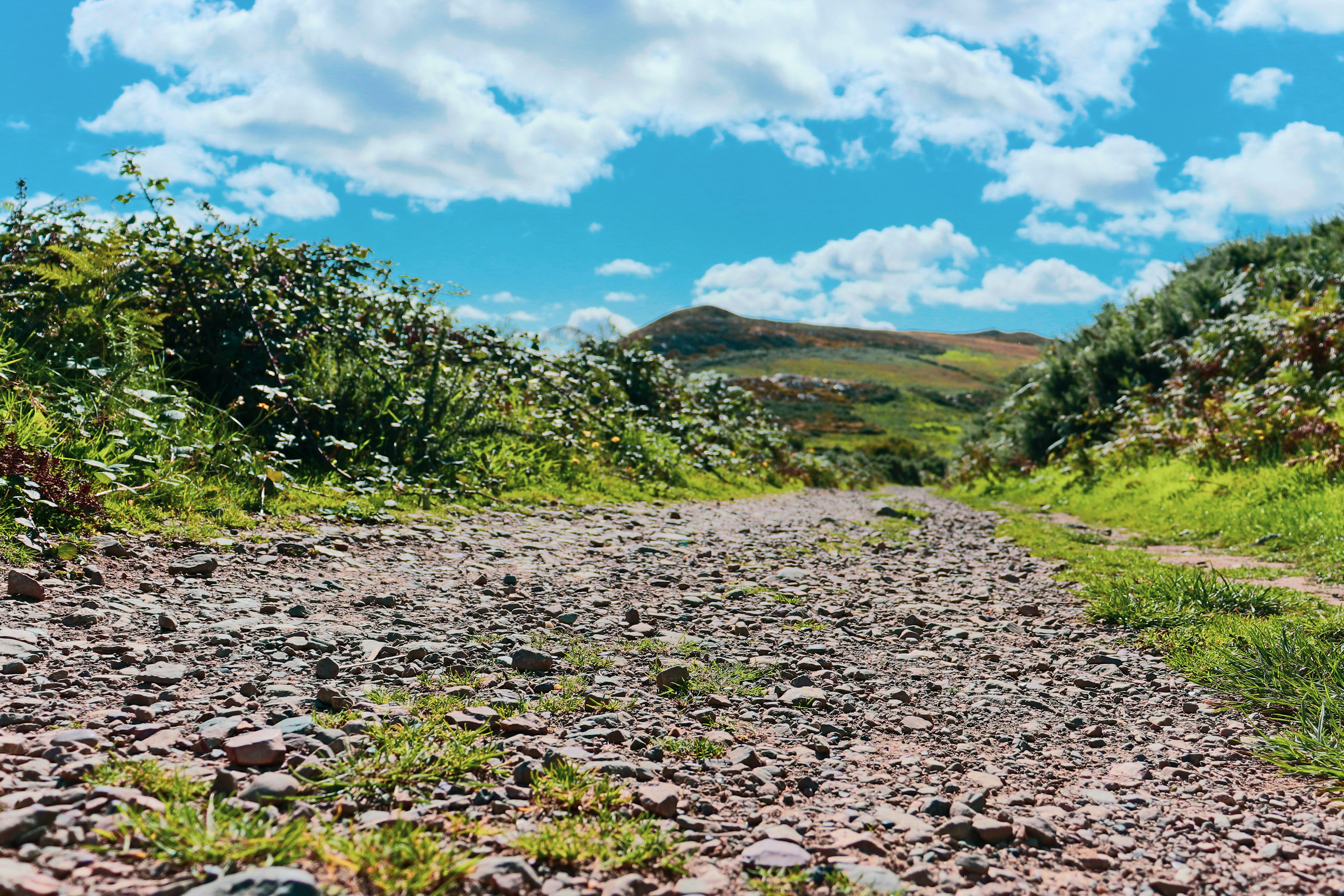 Un chemin rocailleux dans une forêt photo – Photo Irlande Gratuite sur ...
