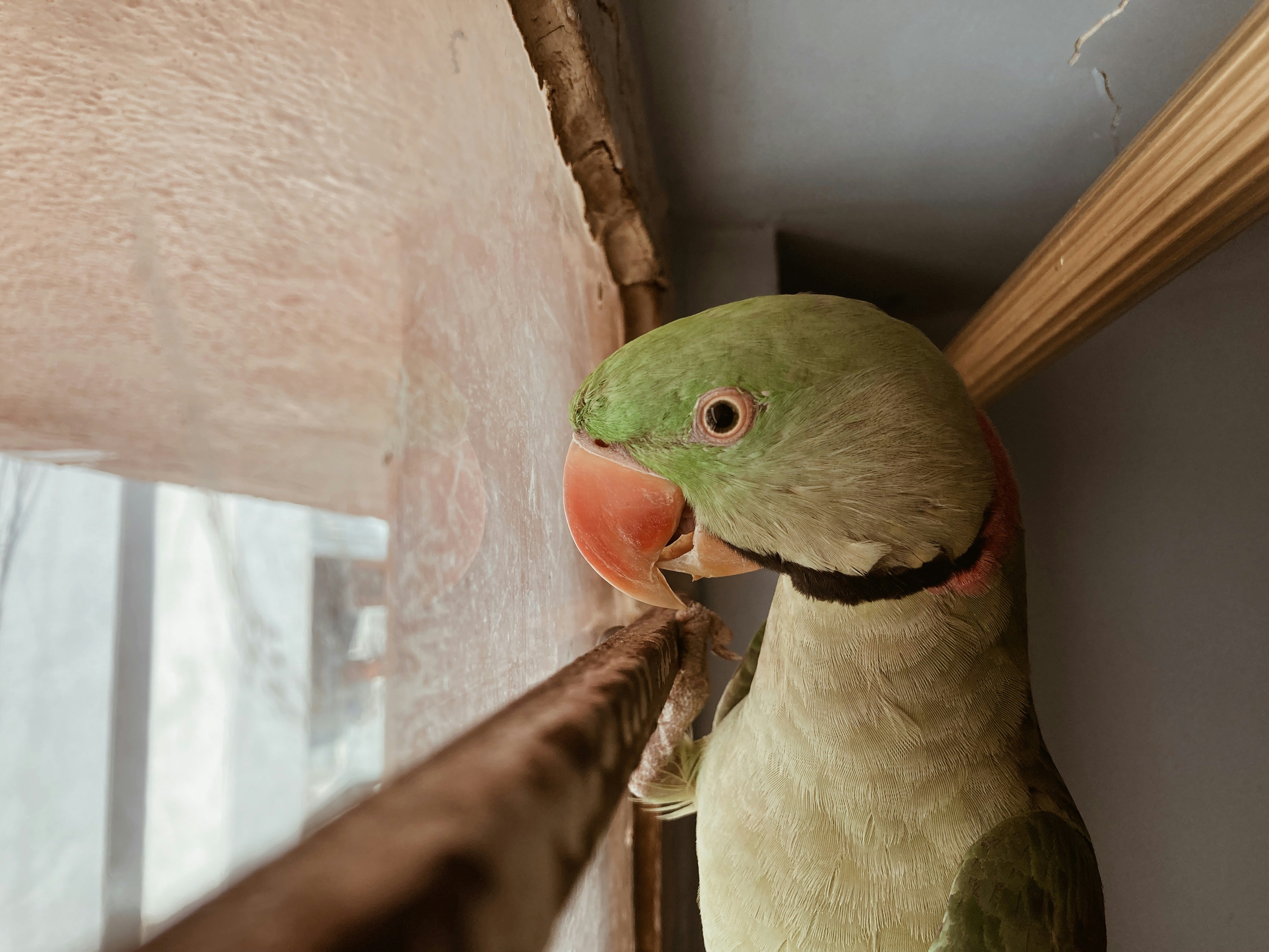 Emerald Parakeet at the Window Threshold