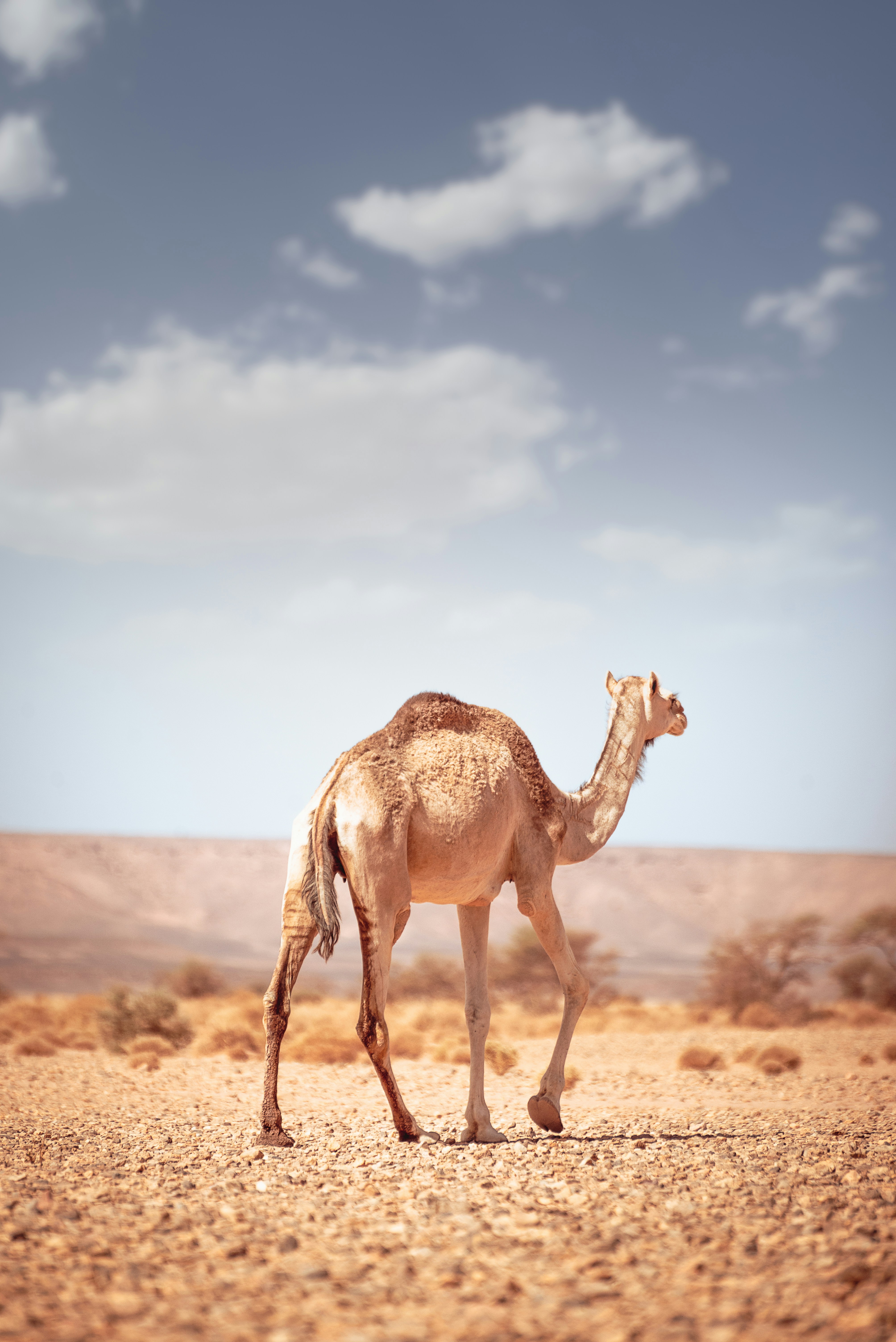 one-humped camel walking in the sahara desert