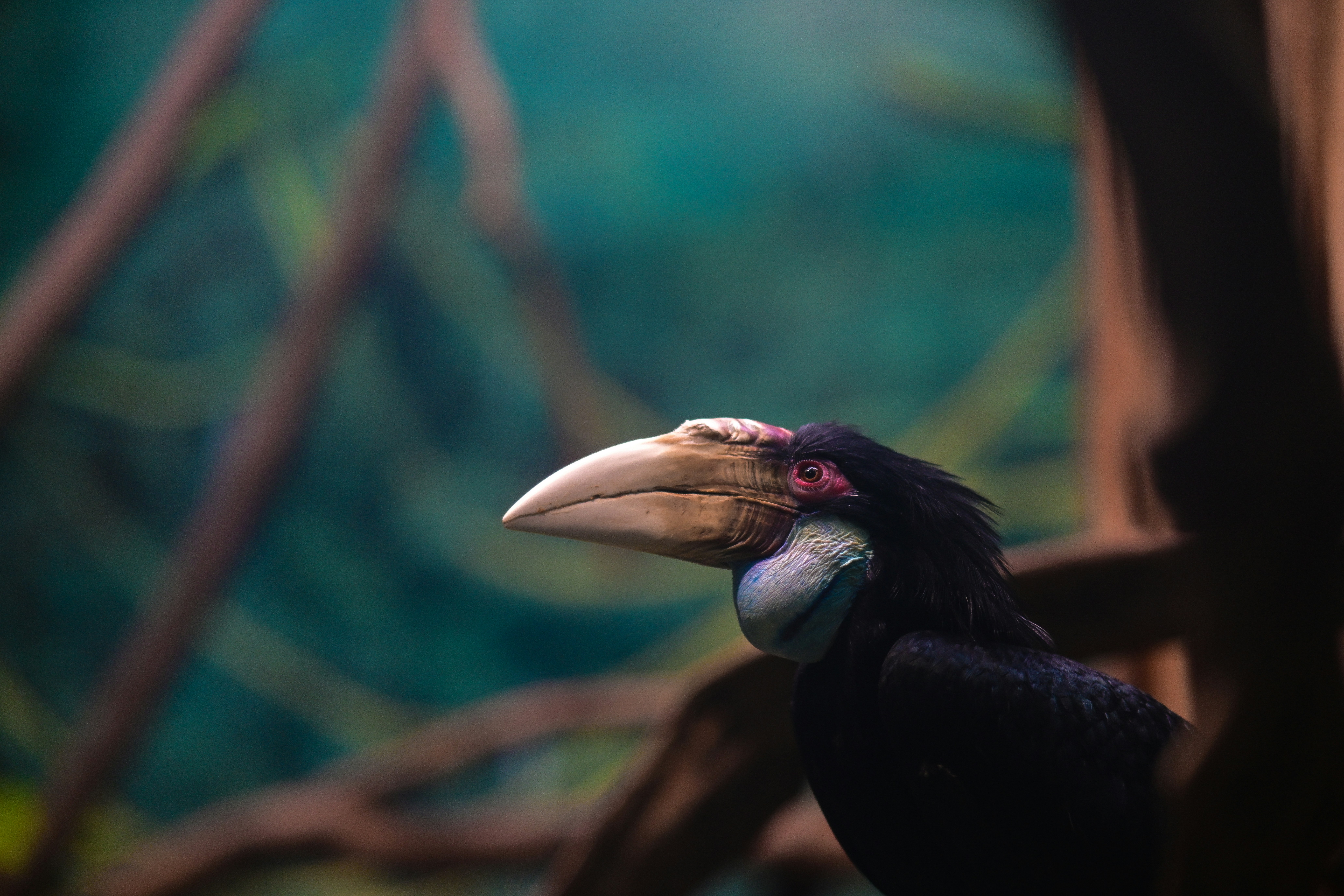 Close-up of a hornbill perched among branches, showcasing its distinctive beak and vibrant colors. The background features a soft, blurred natural setting.