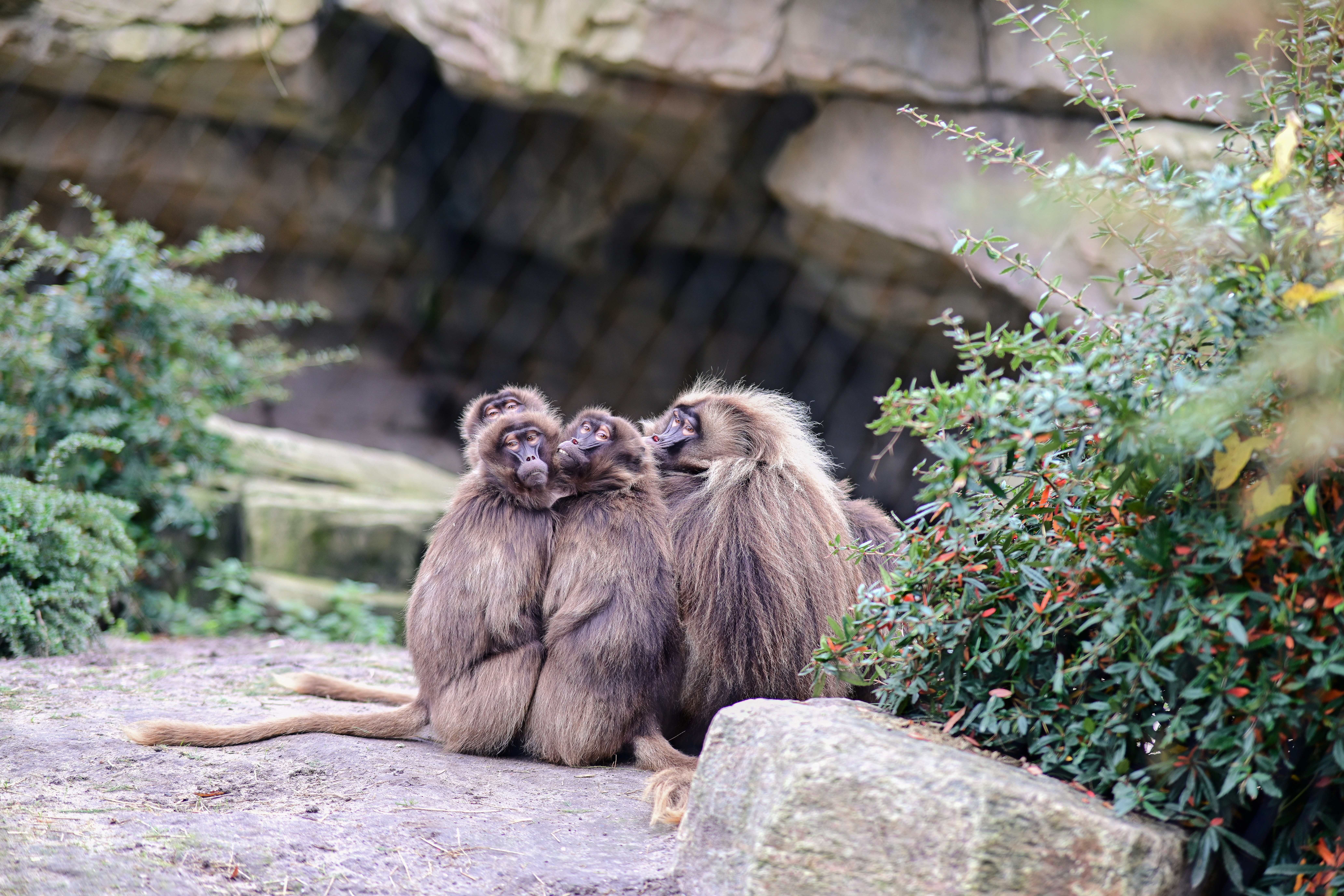 Grooming Bond in a Rocky Alcove