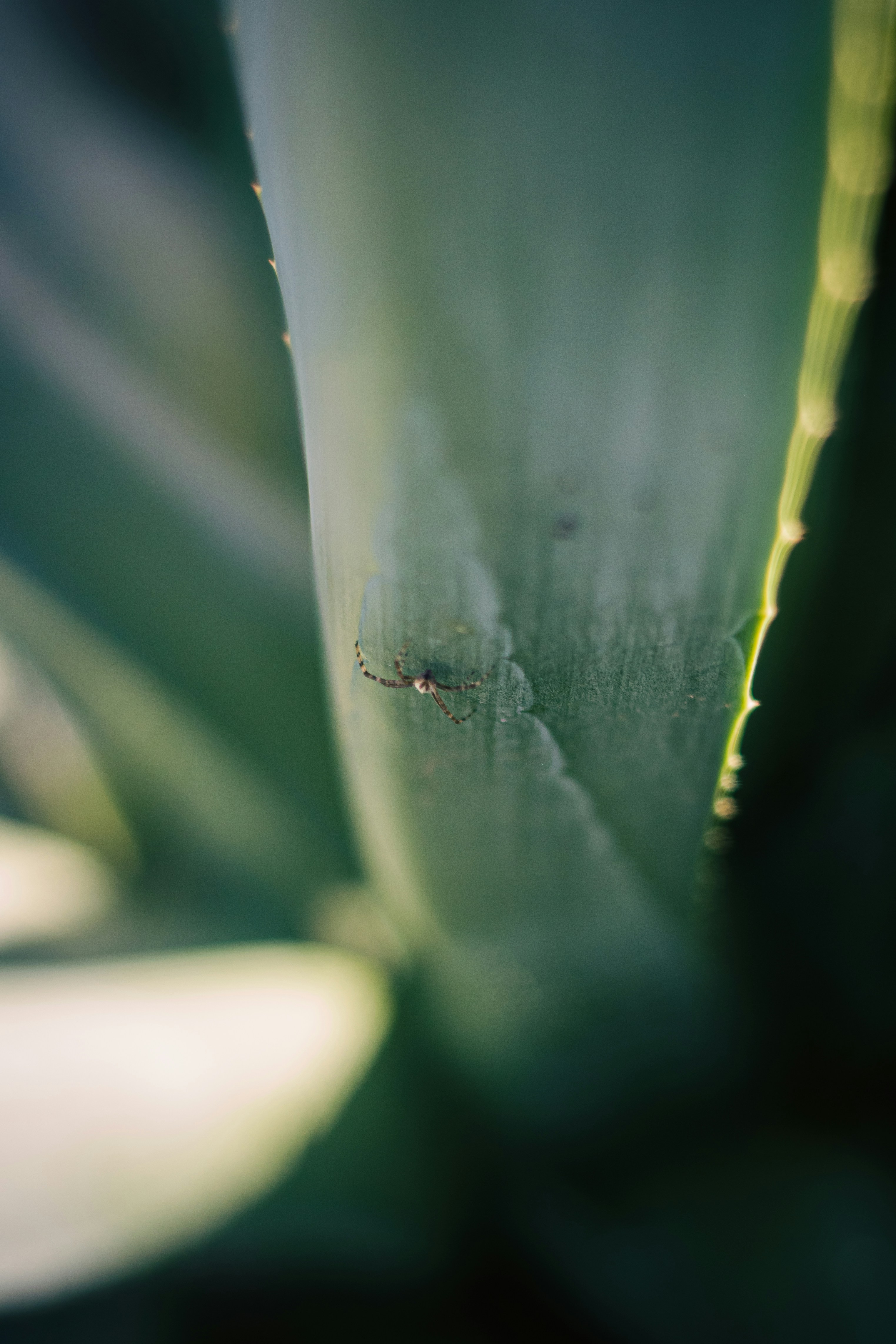 Nature's Hidden Dancer: A Spider Amongst the Green