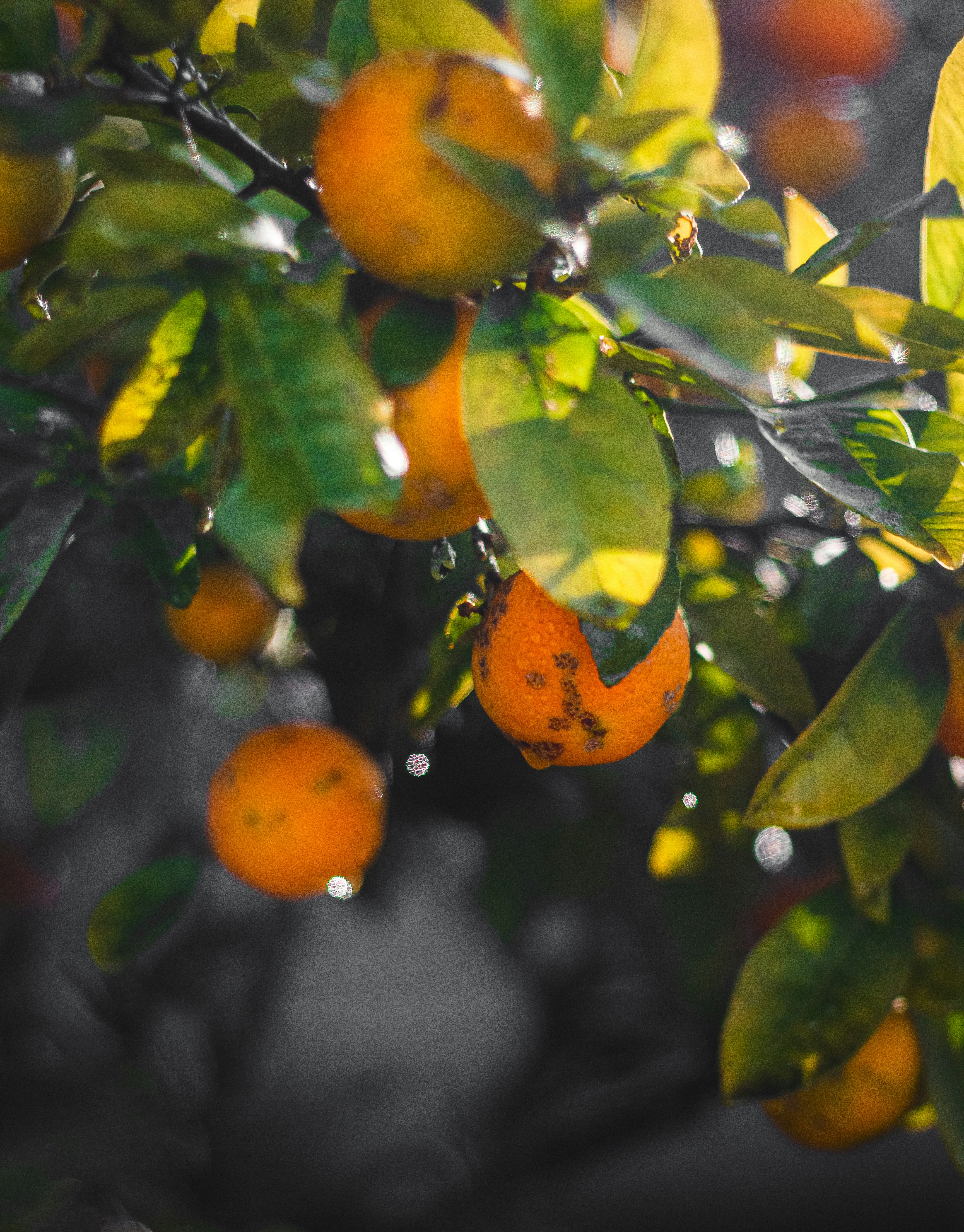 Sunlit Oranges in Quiet Foliage: A Close-Up from the Orchard