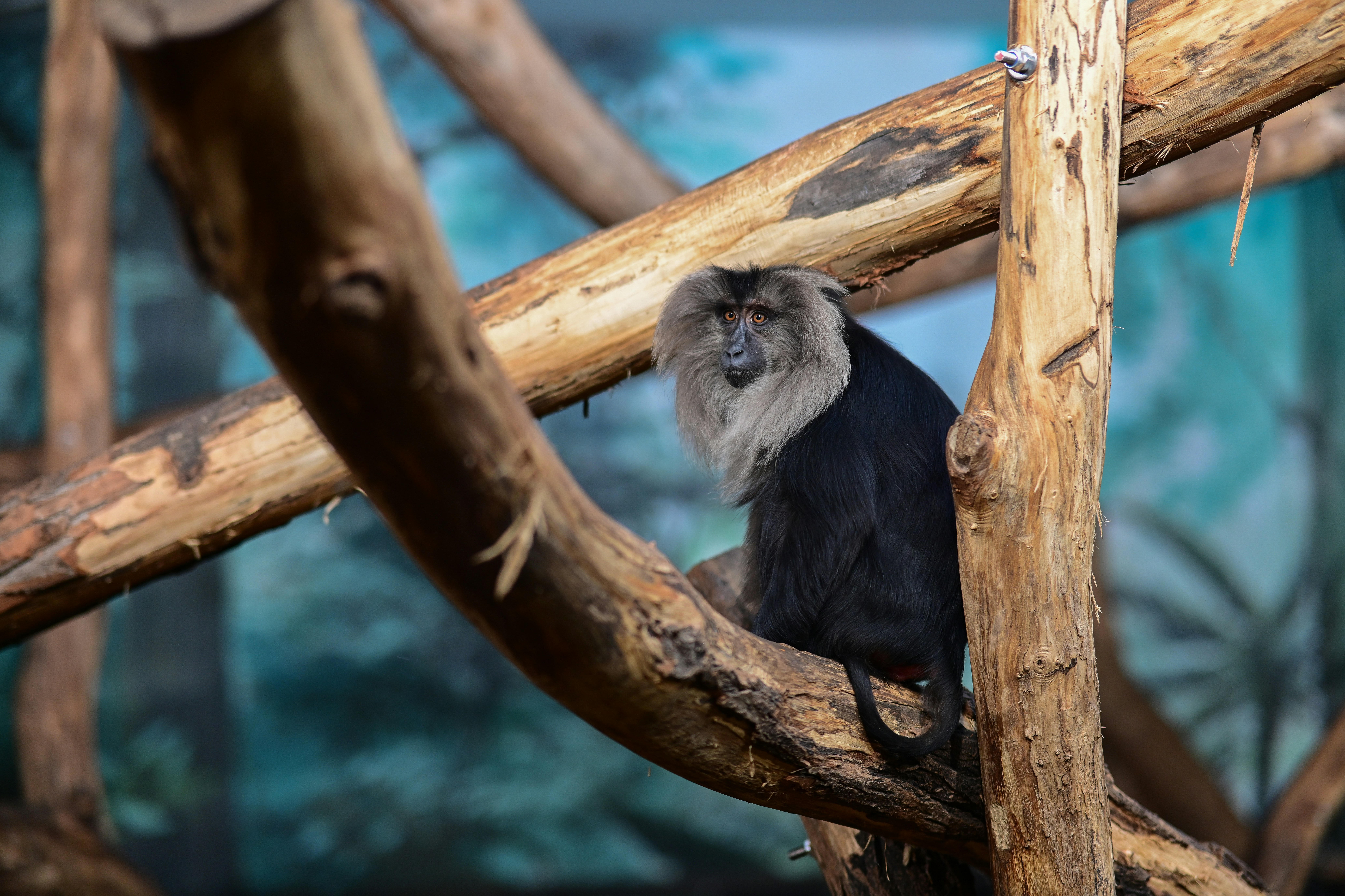 A monkey perched gracefully on a branch, surrounded by a naturalistic habitat of wooden structures and foliage.