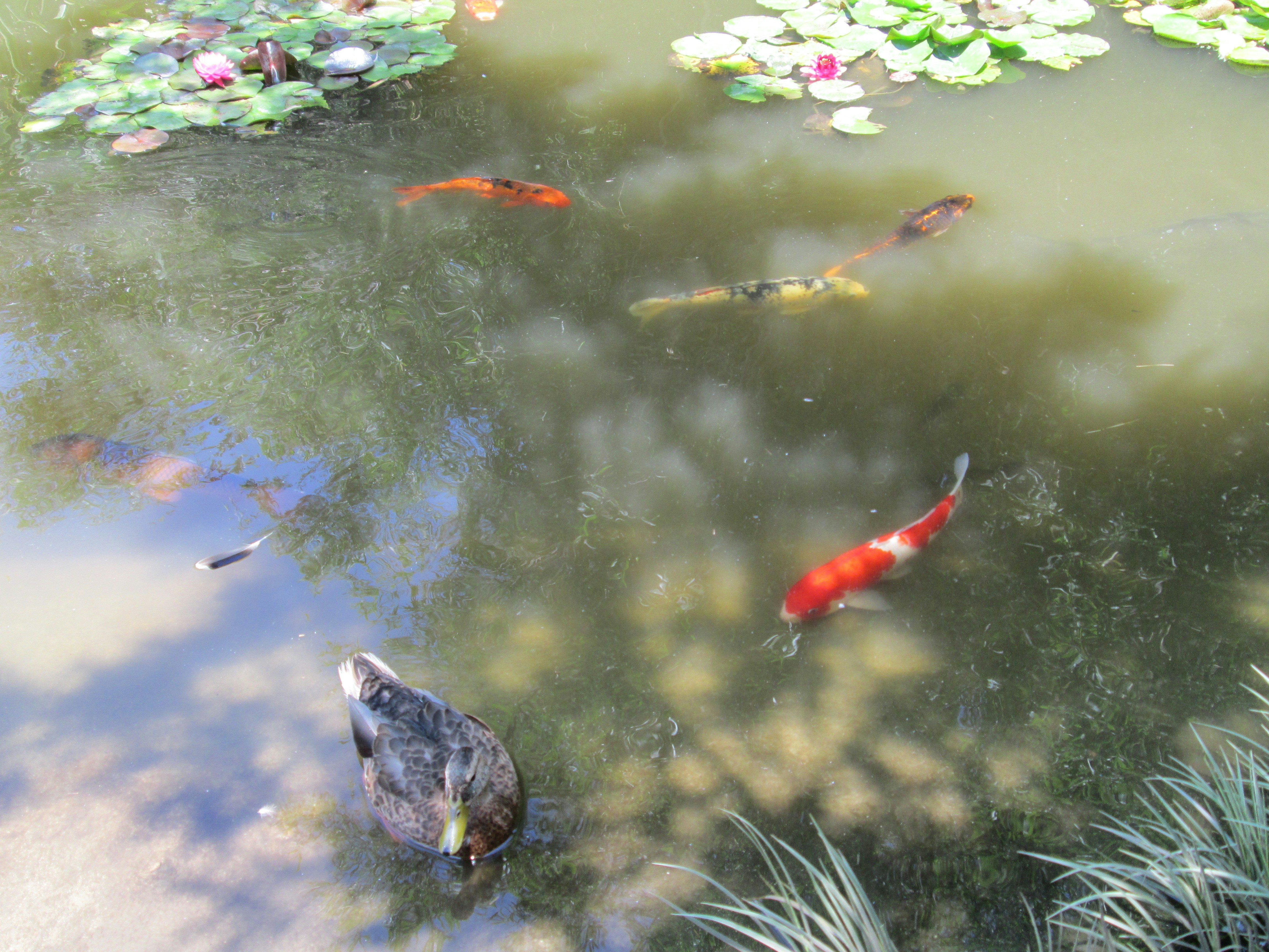 A tranquil pond scene featuring vibrant koi fish swimming beneath the surface, accompanied by a duck resting at the water's edge.