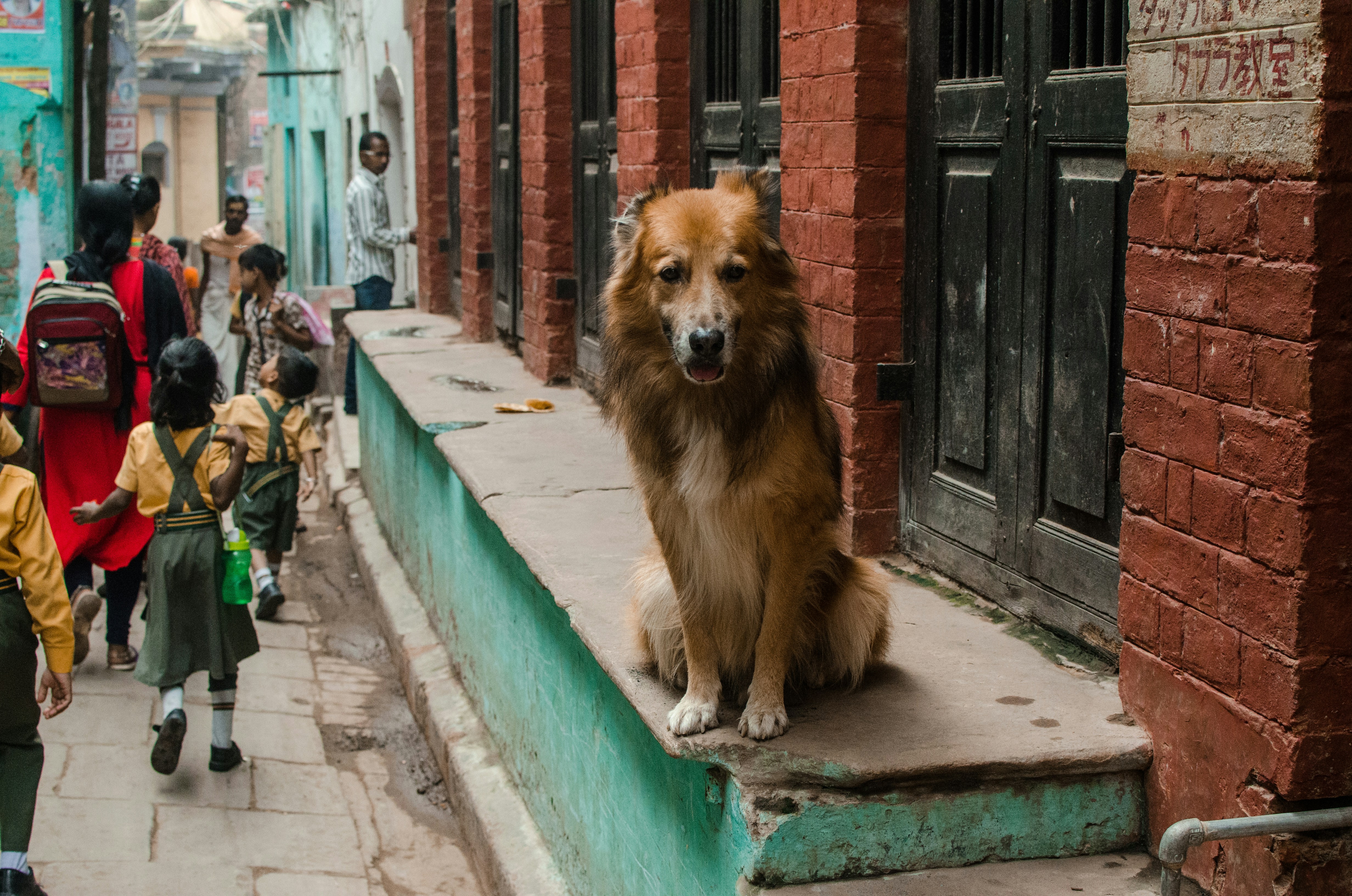 Street Guardian: A Golden-Furred Prospect on a City ThresholdCarolina Avinceta