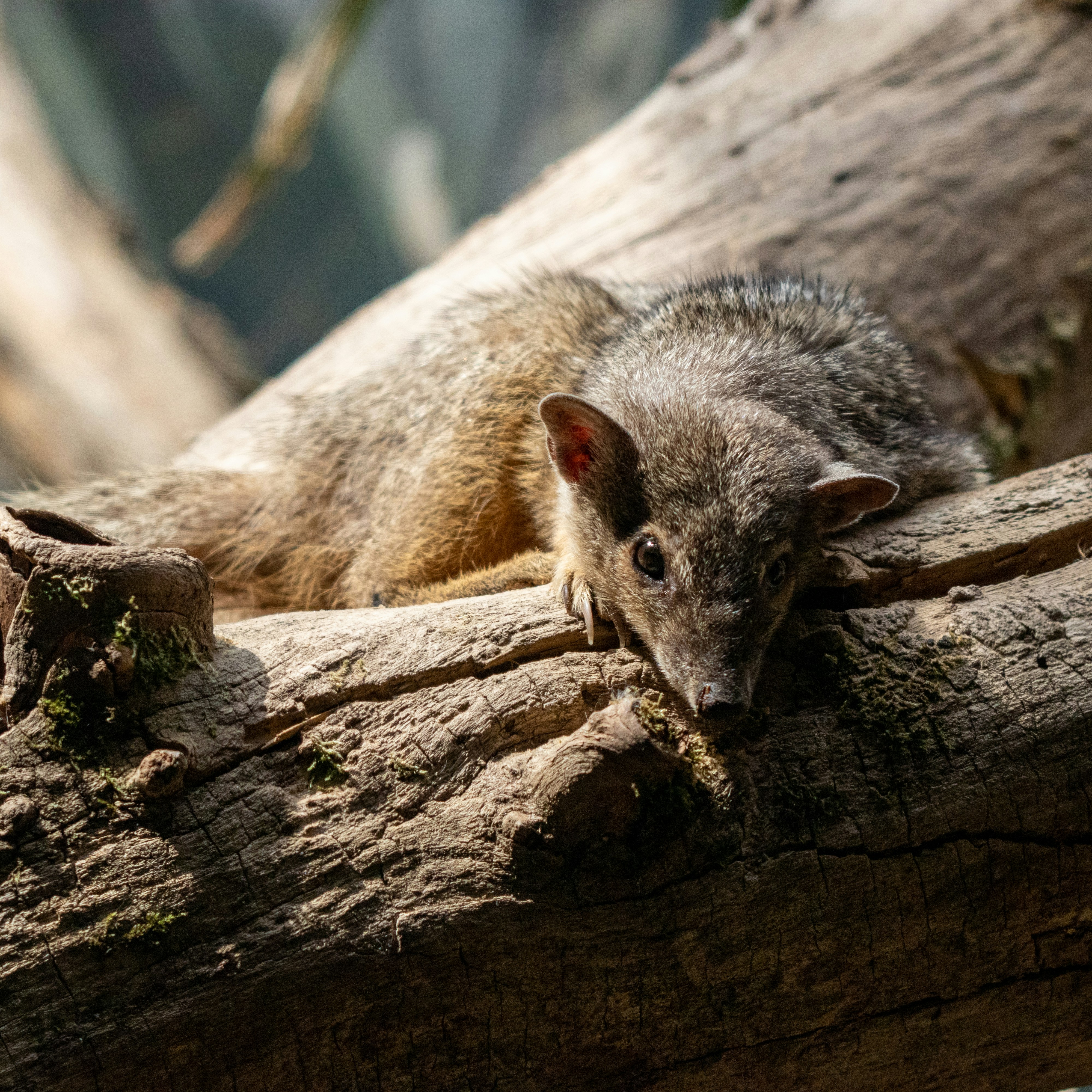 A couple of rodents on a log photo – Free Germany Image on Unsplash
