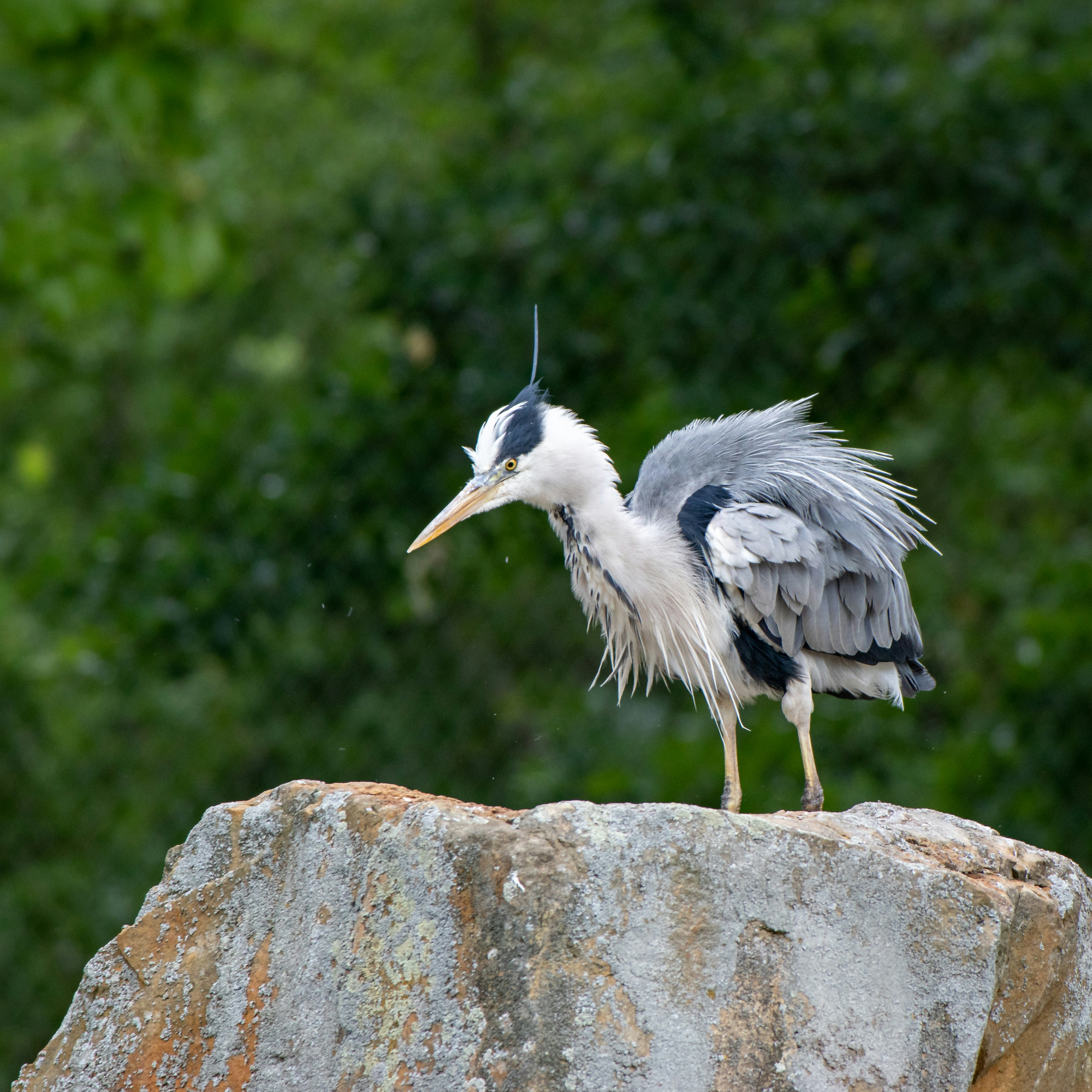 Stone Sentinel: A Grey Heron Pauses on Weathered Rock