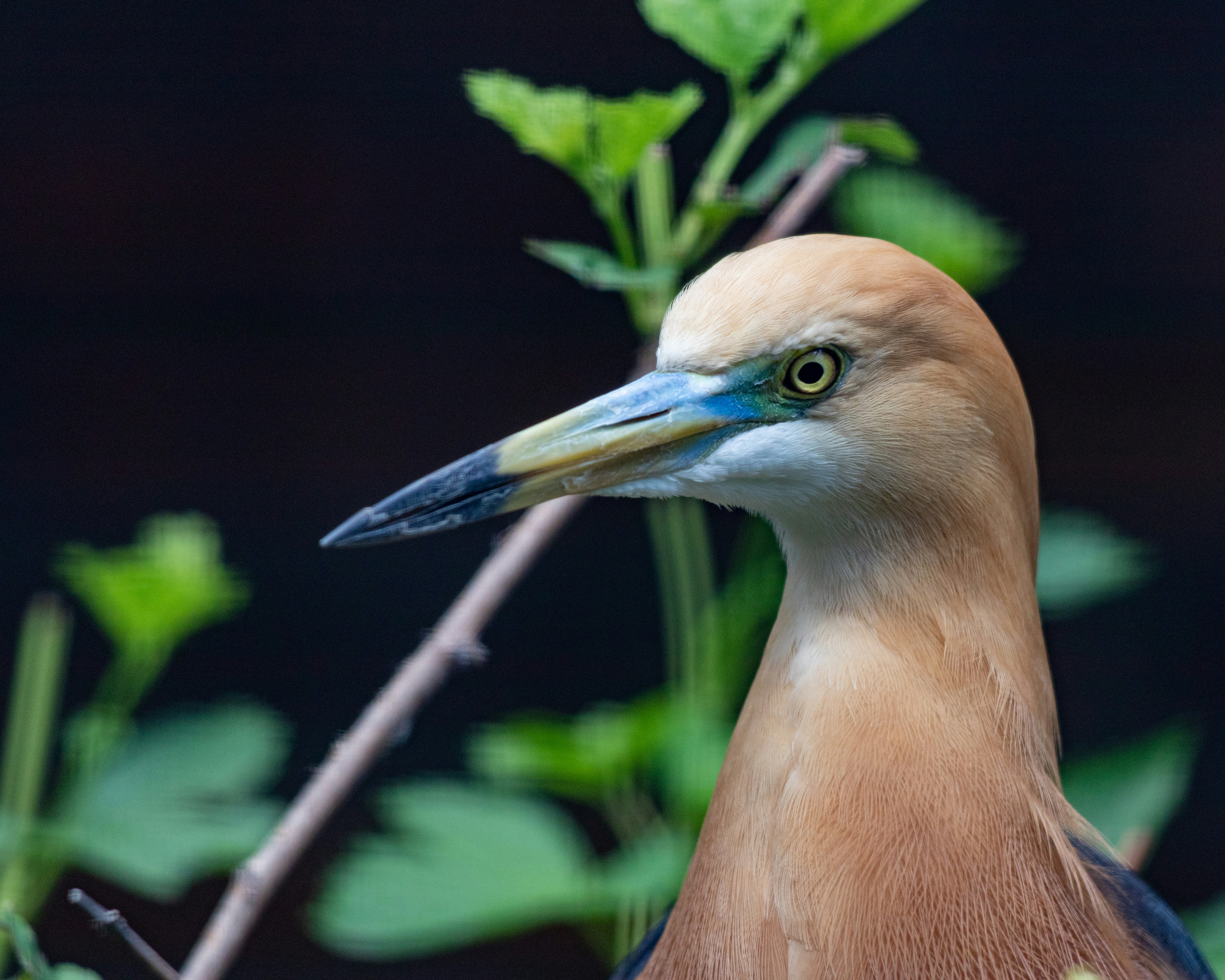 Profile of a Blue-Beaked Heron Against a Verdant Backdrop