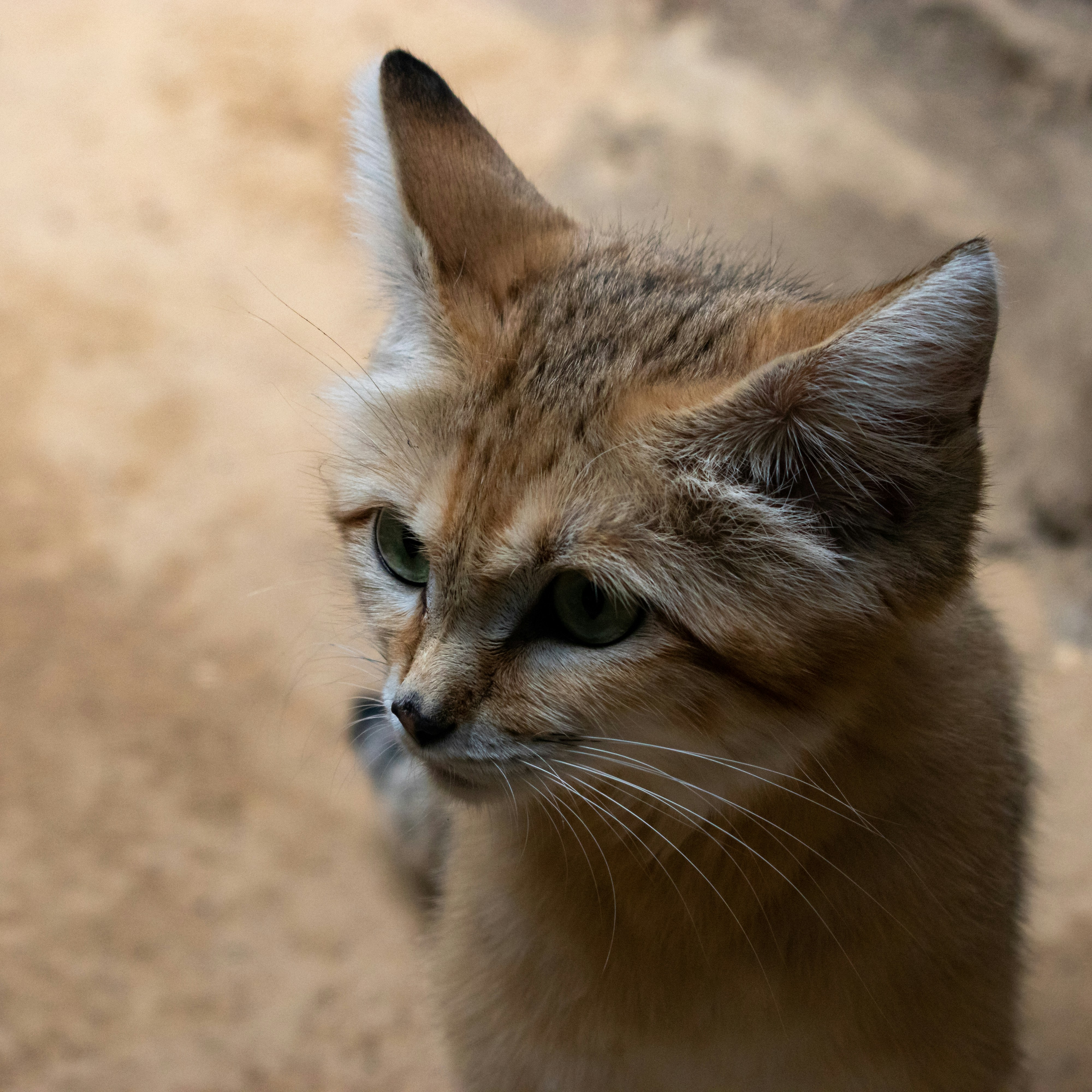 a cat looking at the camera