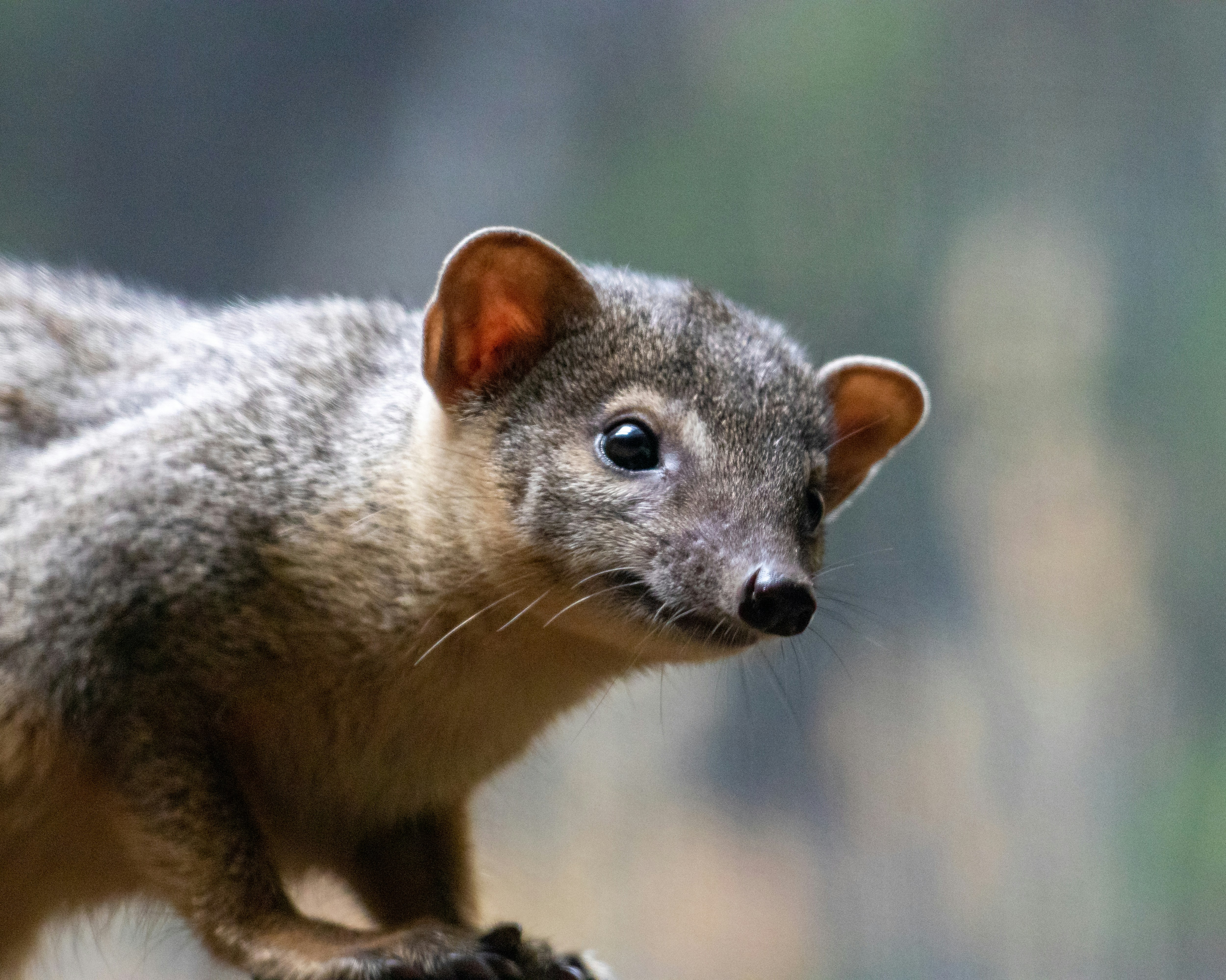 A small animal looking at the camera photo – Free Zoologischer garten ...