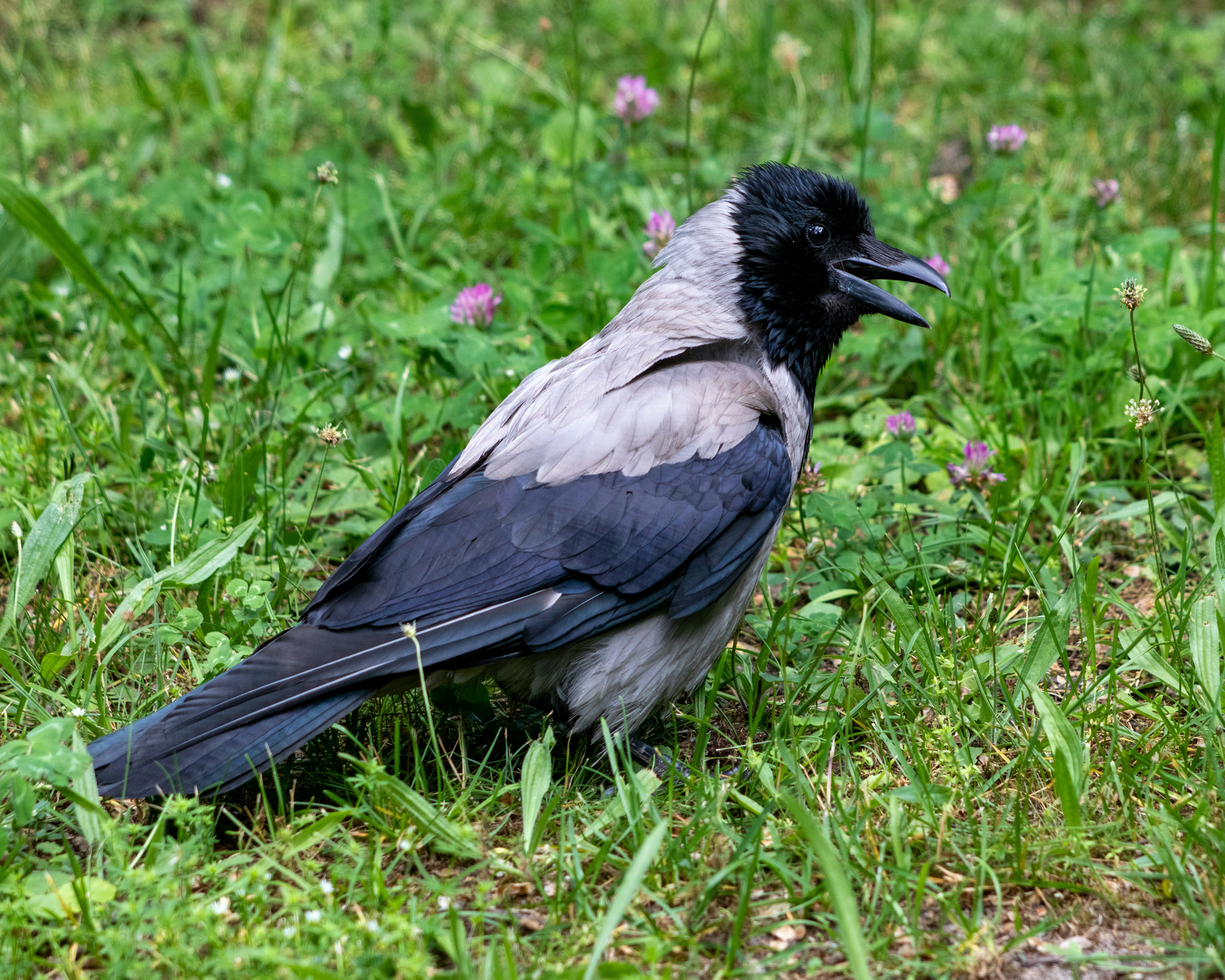 Photo by Matthieu Rochette with Canon EOS 77D