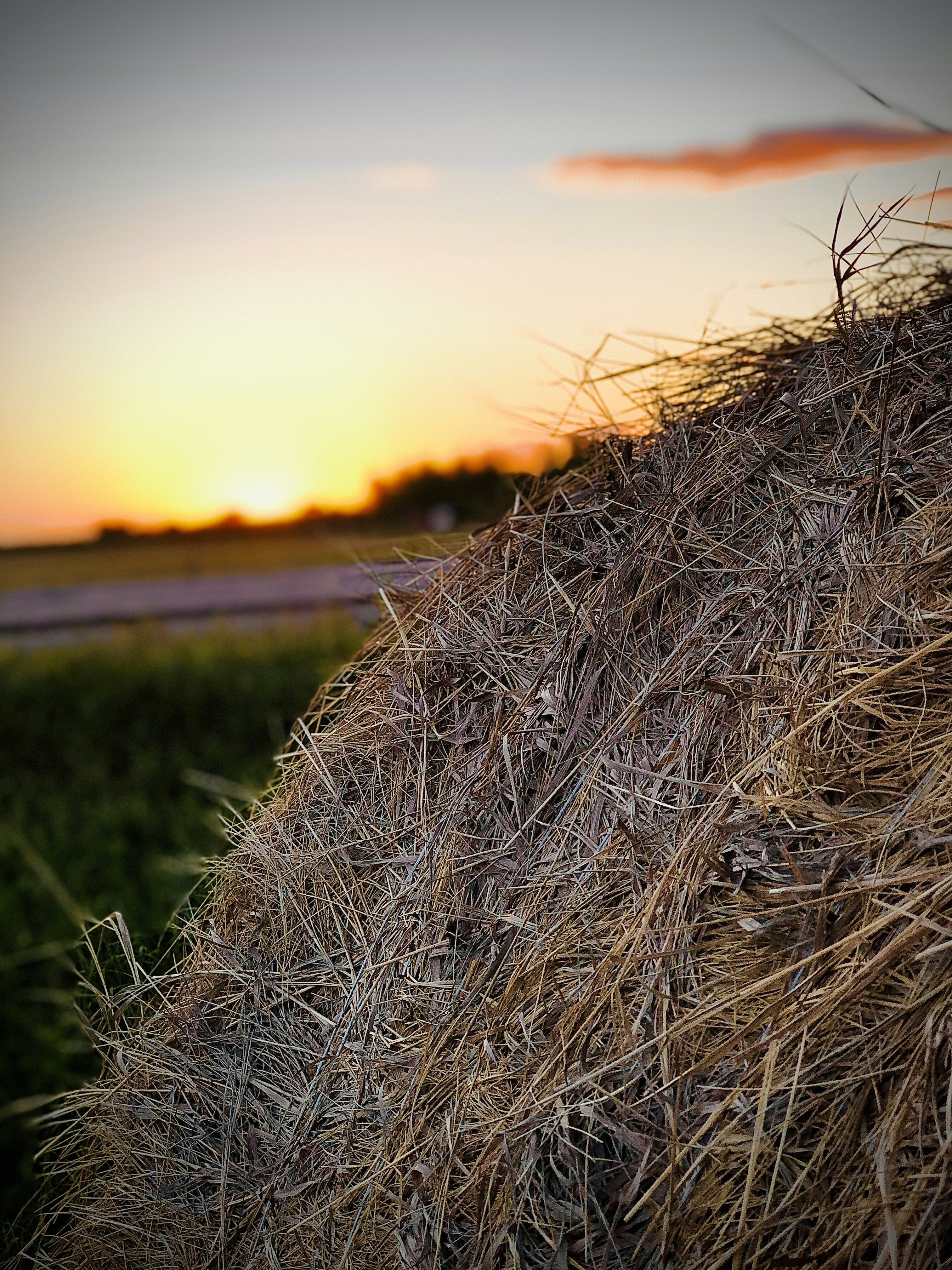 a close up of wheat