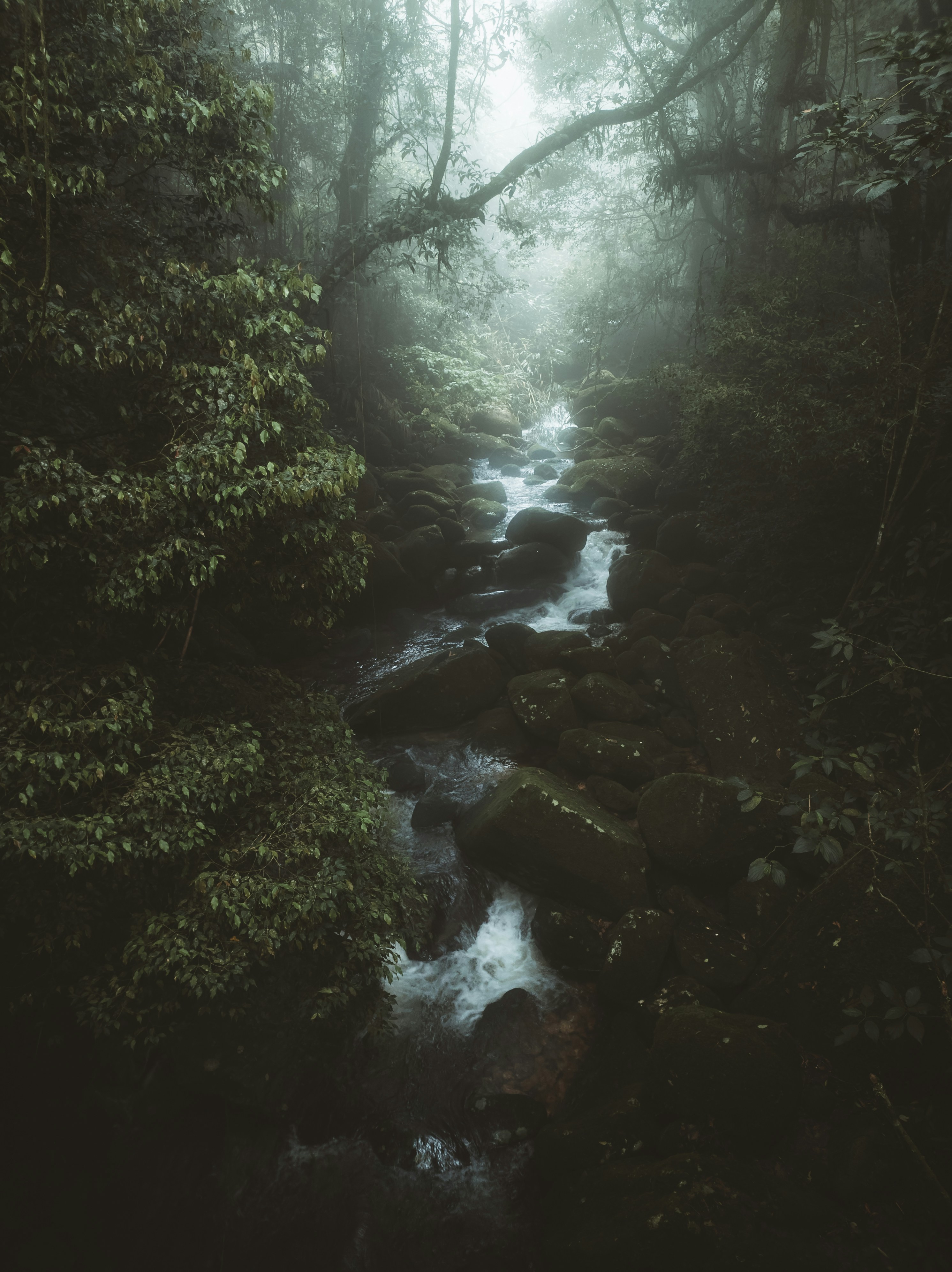 A stream in a forest photo – Free Nature Image on Unsplash