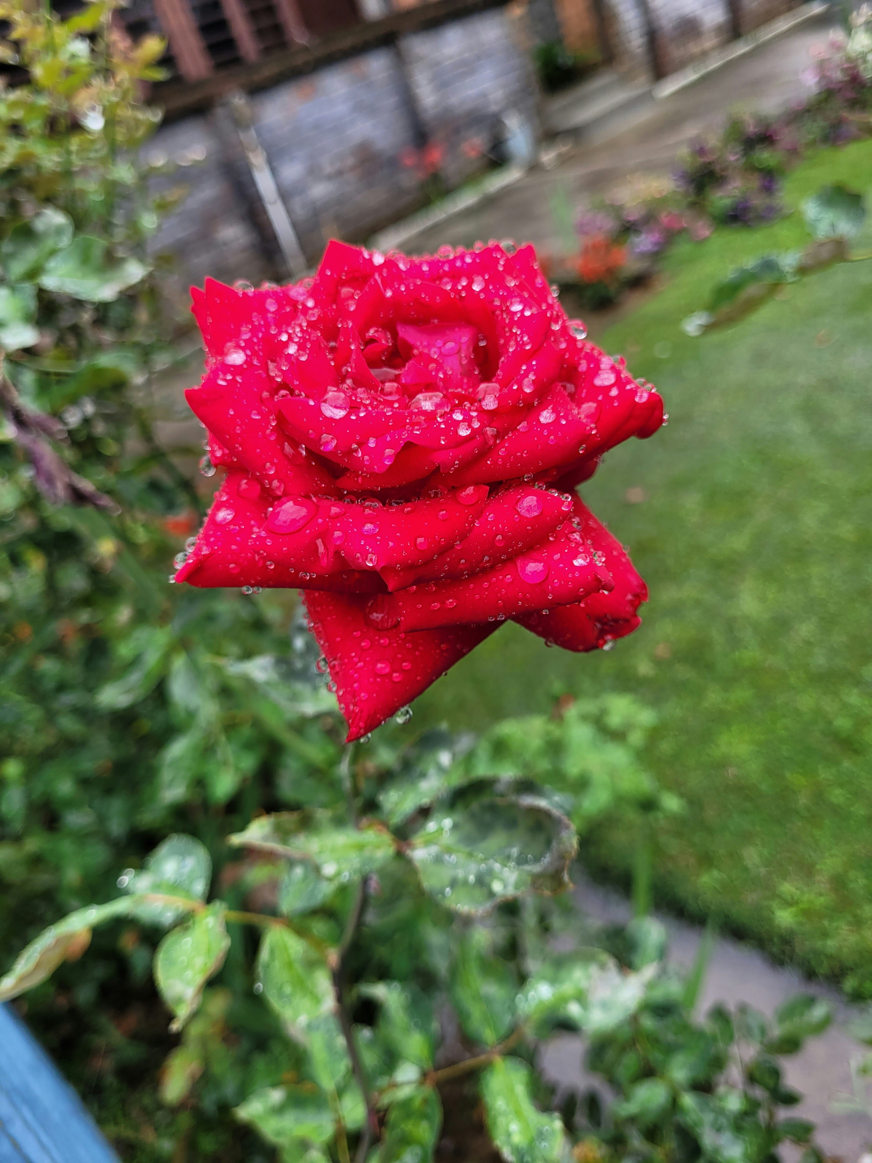 a red flower in a garden
