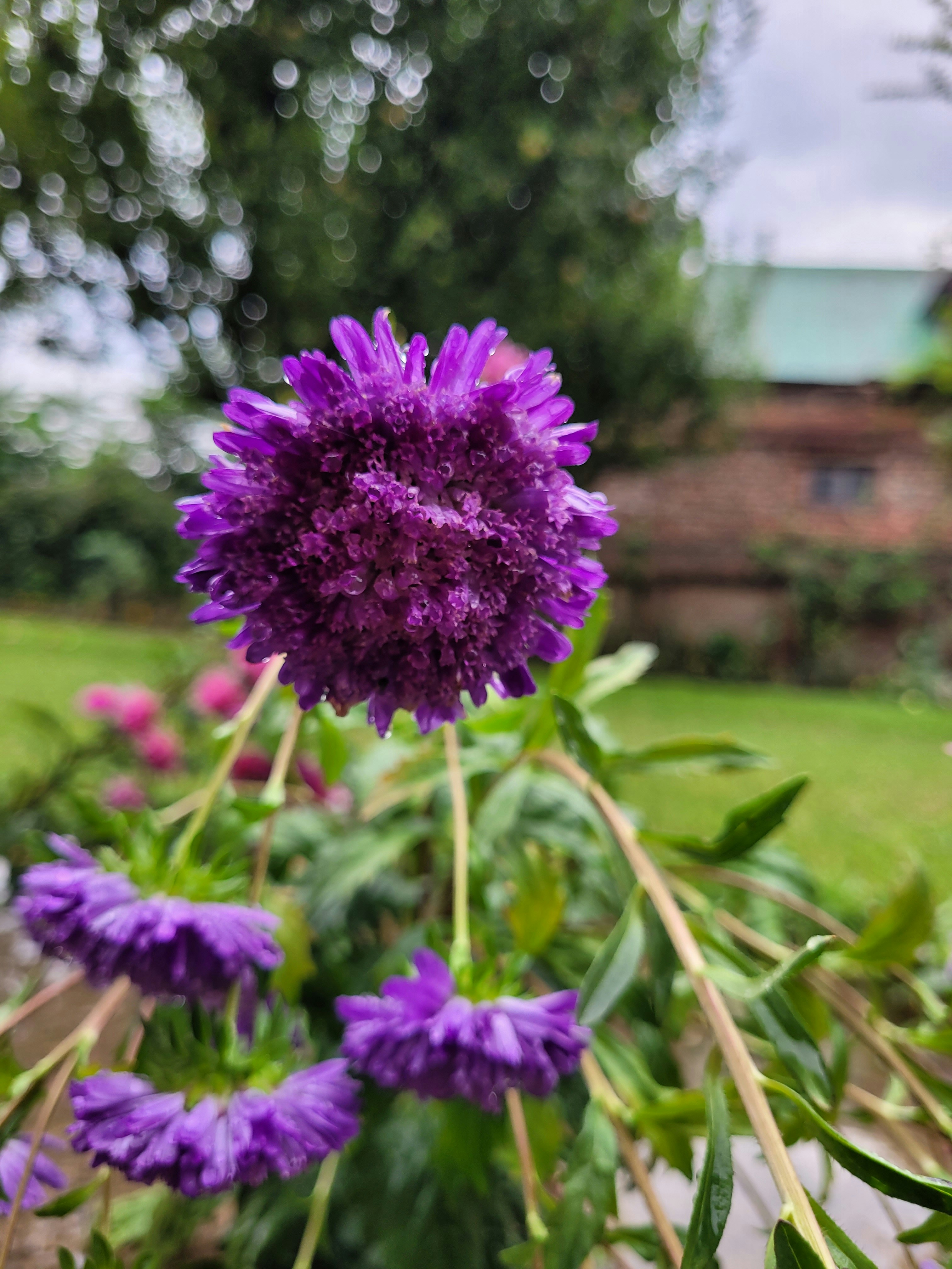 Purple Flower Crown in a Quiet Garden