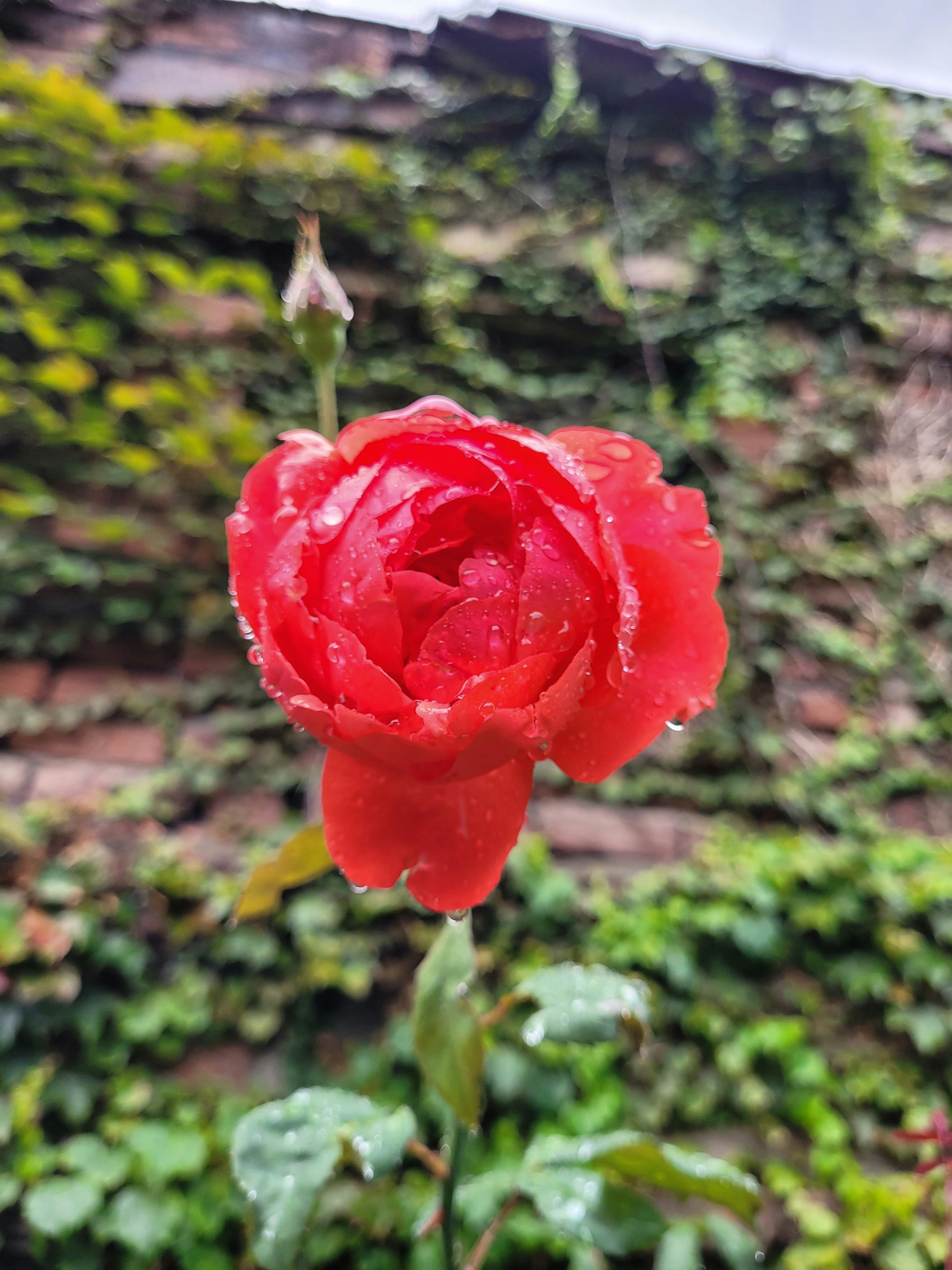 Une rose rouge dans un jardin photo – Photo Fleur Gratuite sur Unsplash