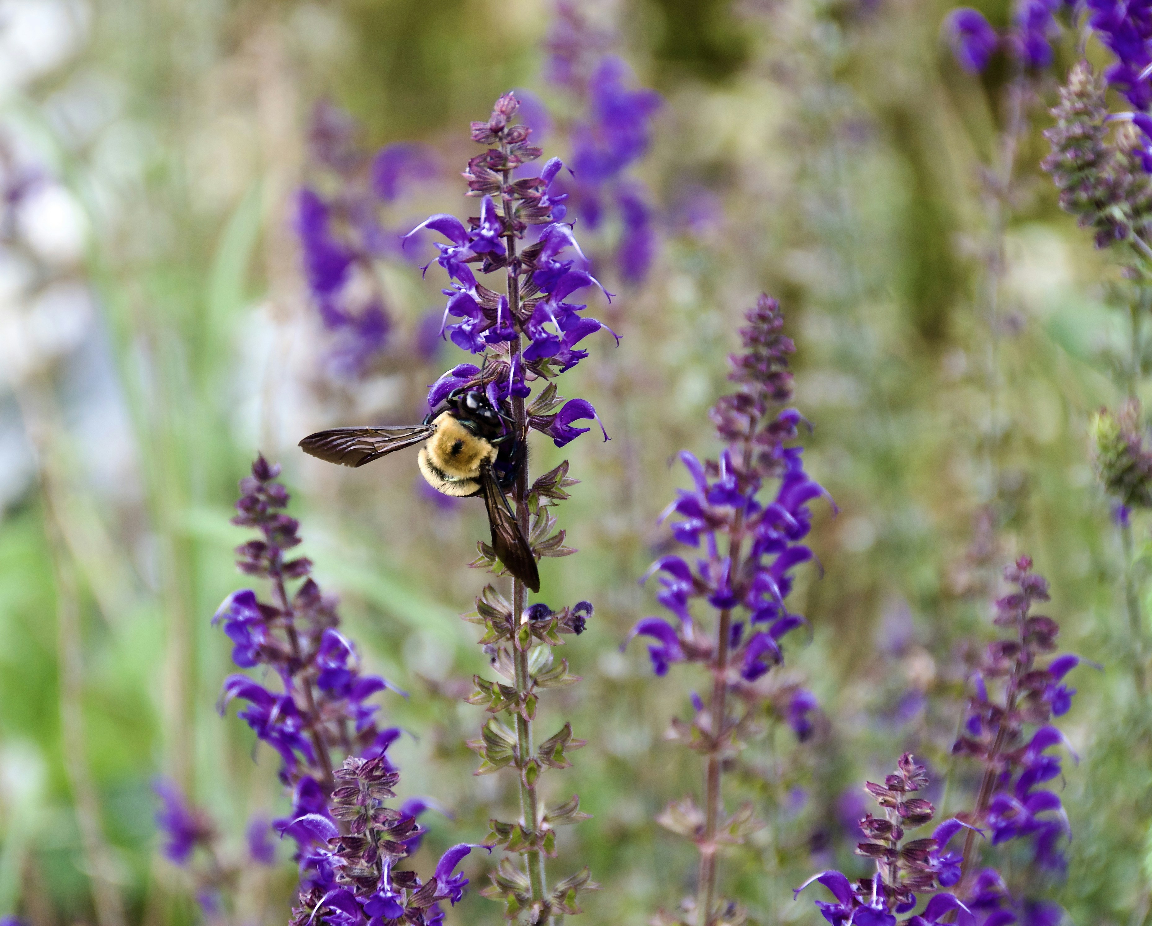 Una abeja en una flor foto – Imagen de Washington gratuita en Unsplash