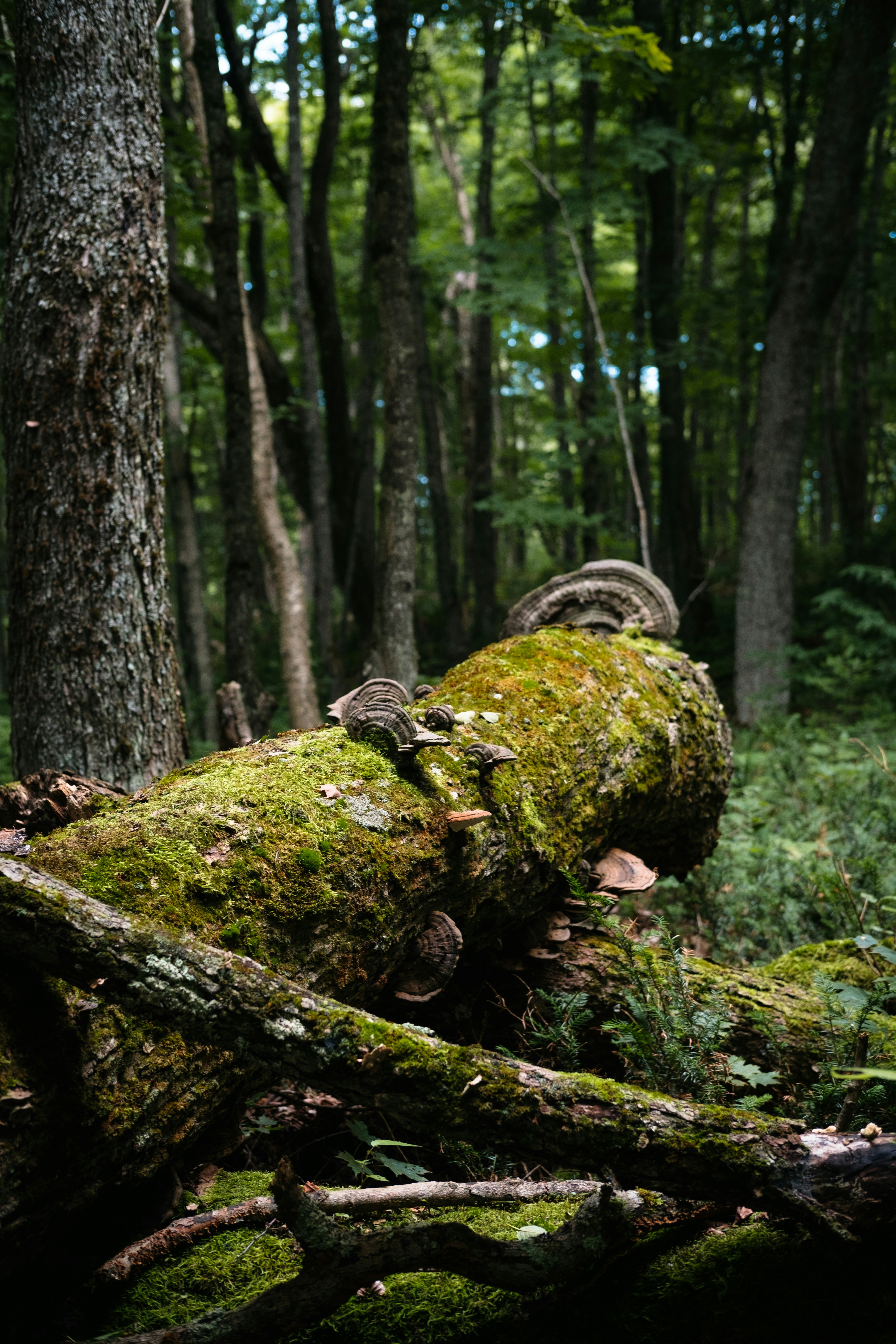 Moss-Cloaked Trunk Reaches Across a Quiet Green Forest Floor