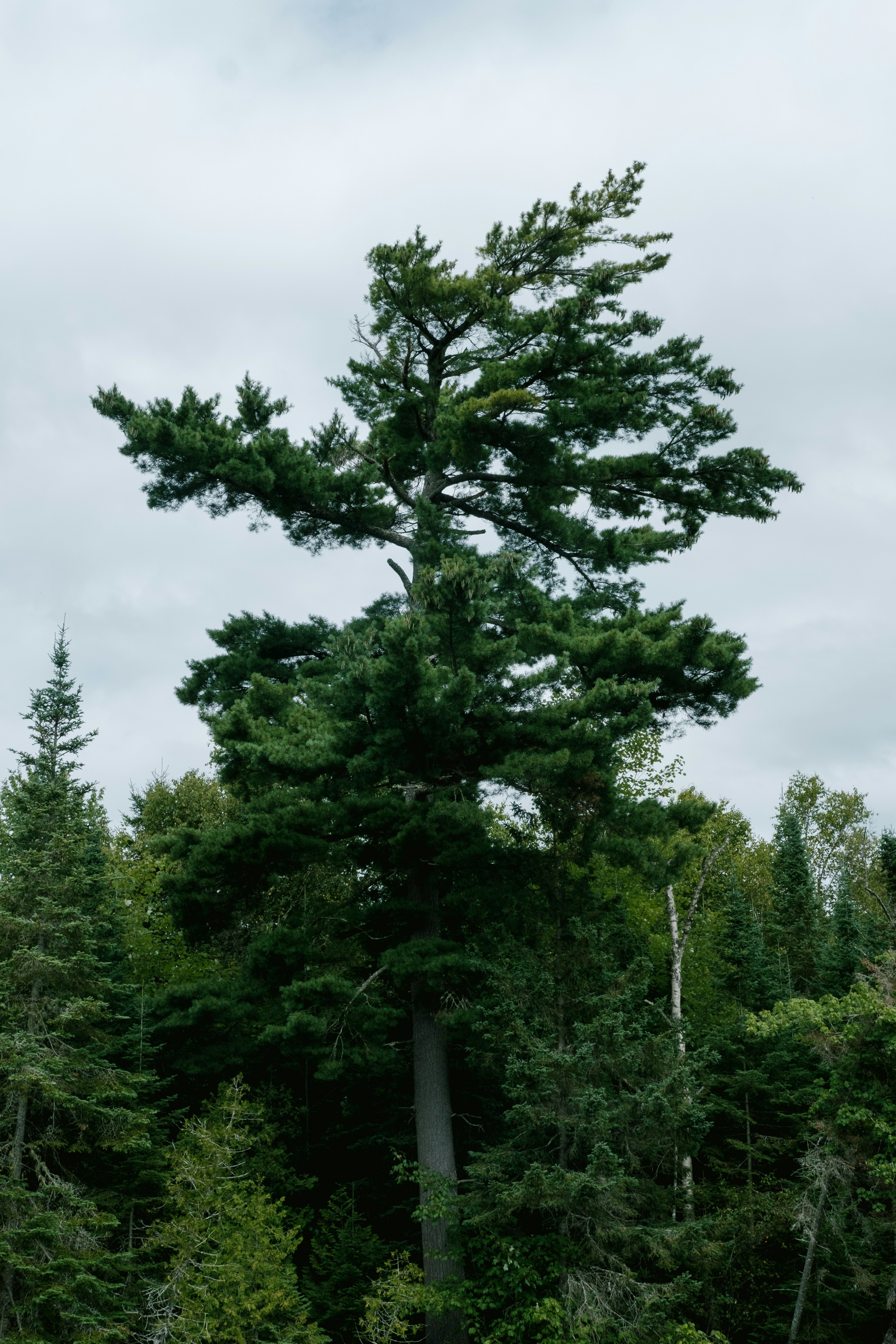 Wind-Sculpted Sentinel: A Lone Pine Rising Above The Pines
