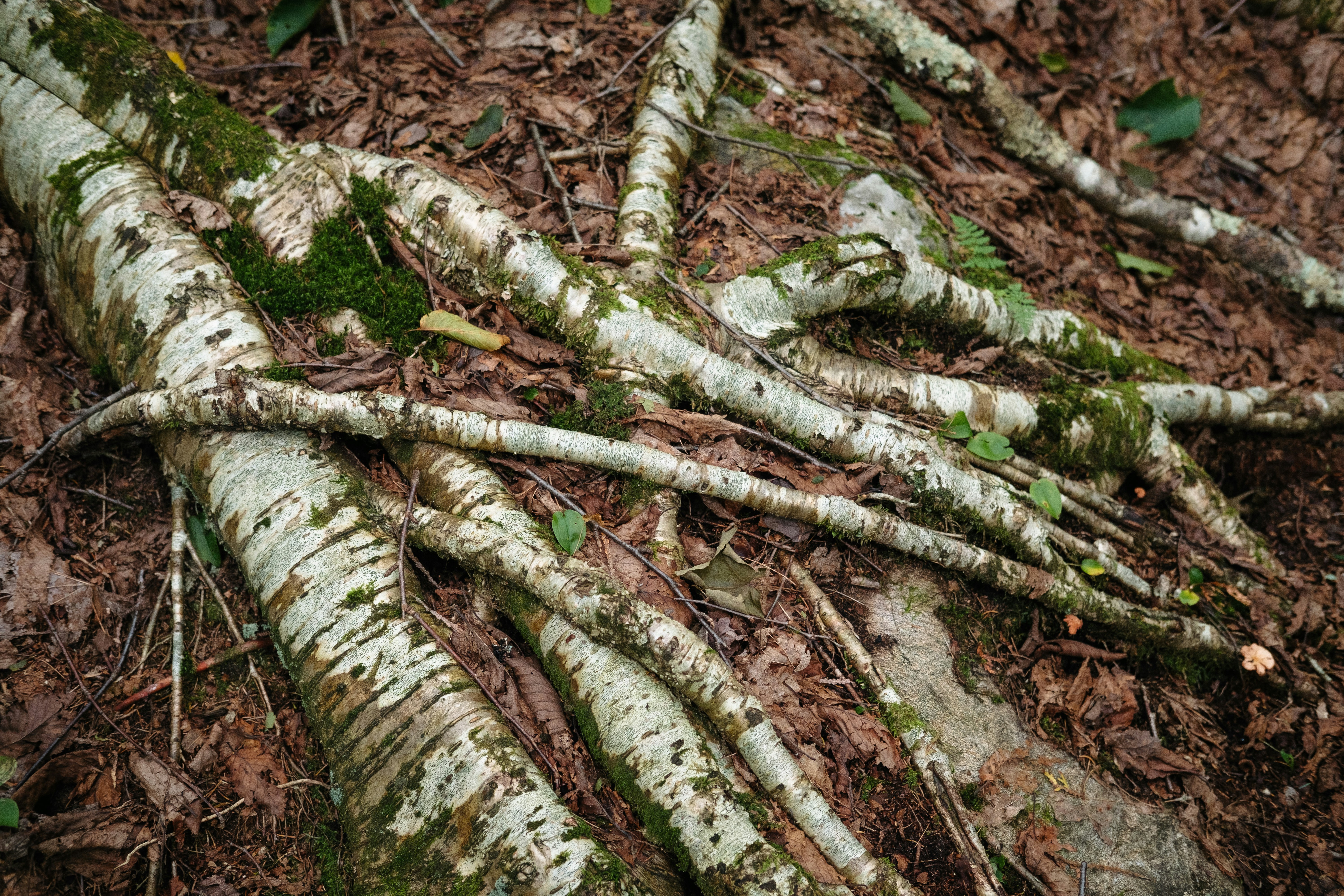 Un tronco de árbol con muchas ramas foto – Imagen de Lago Superior ...