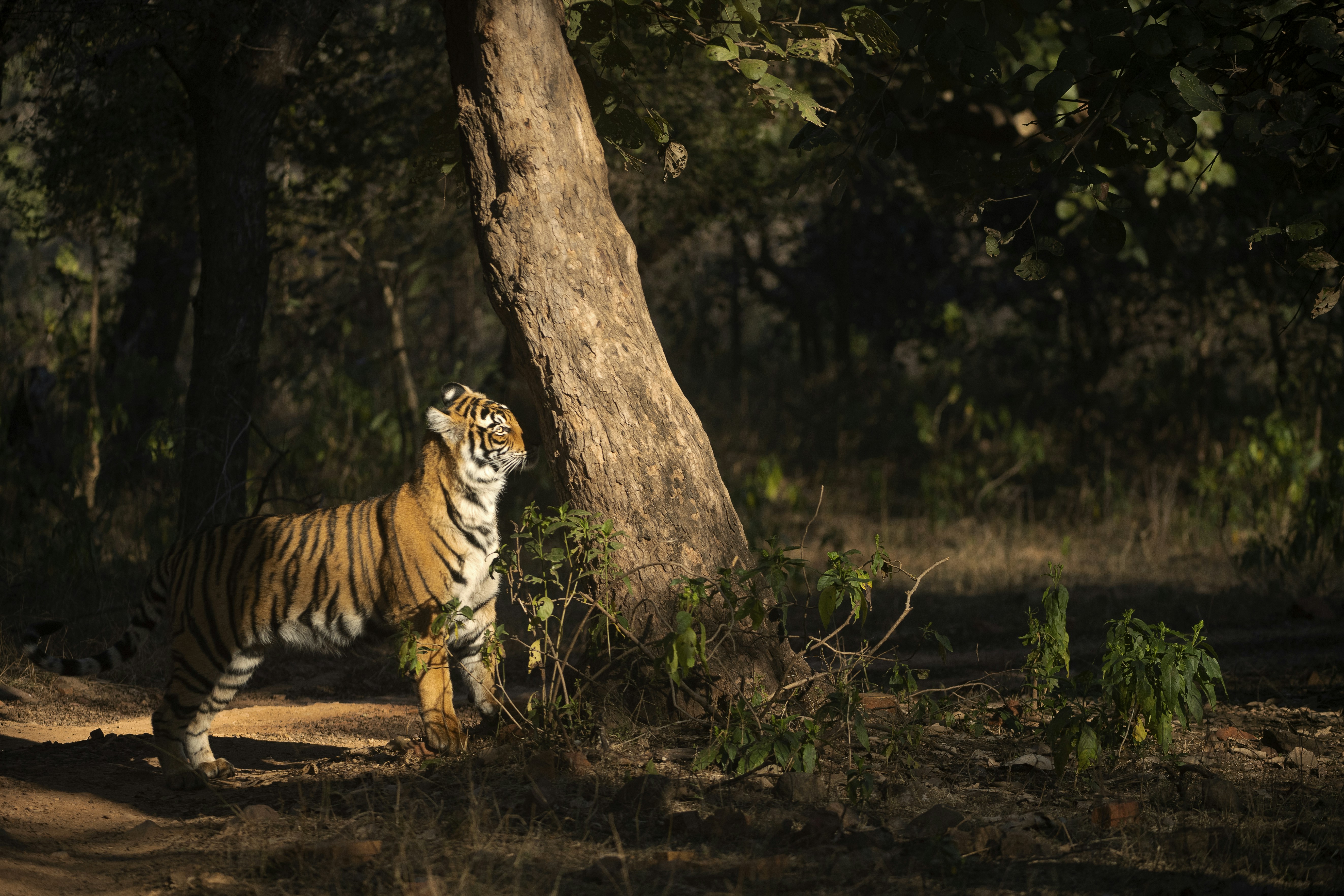 A tiger walking by a tree photo – Free Ranthambore national park Image ...