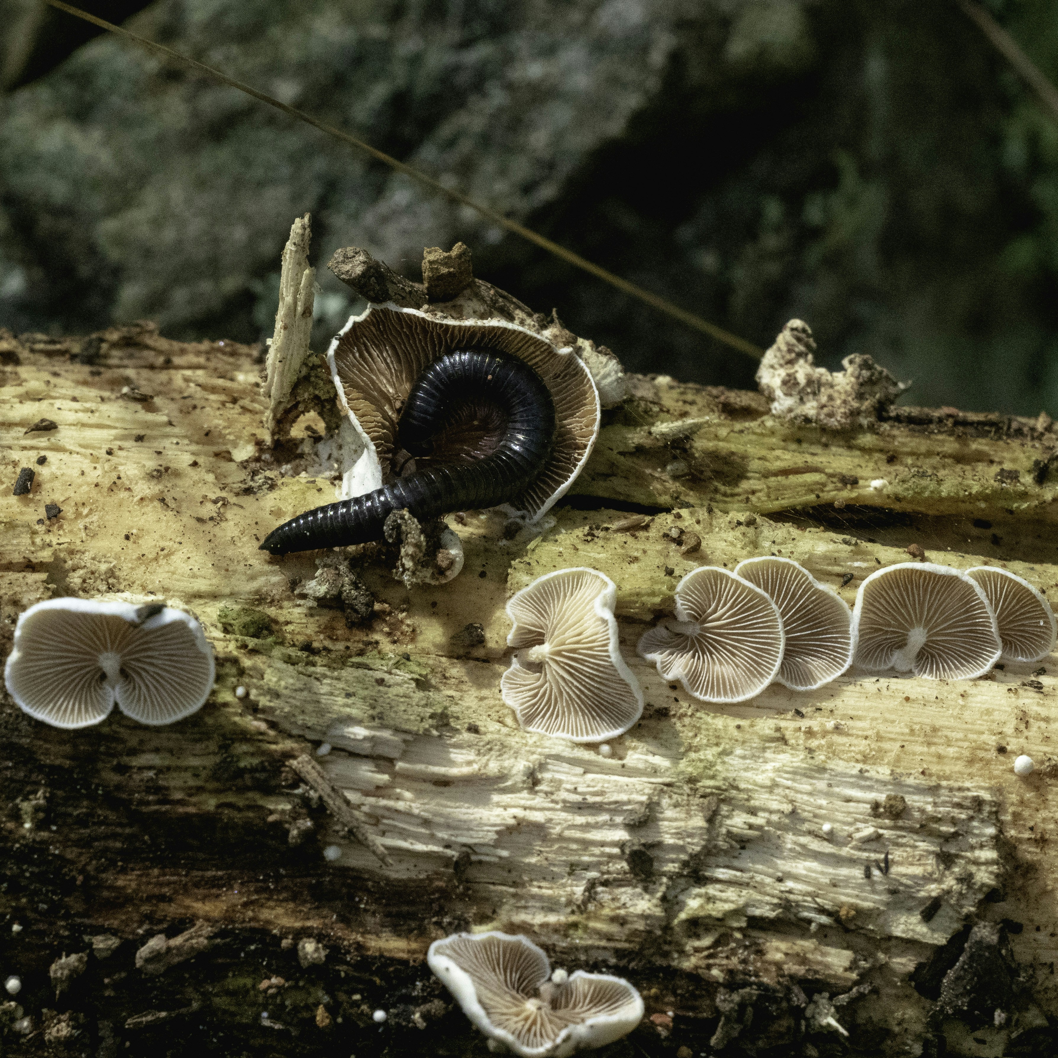 Mushroom Choir on Weathered Log