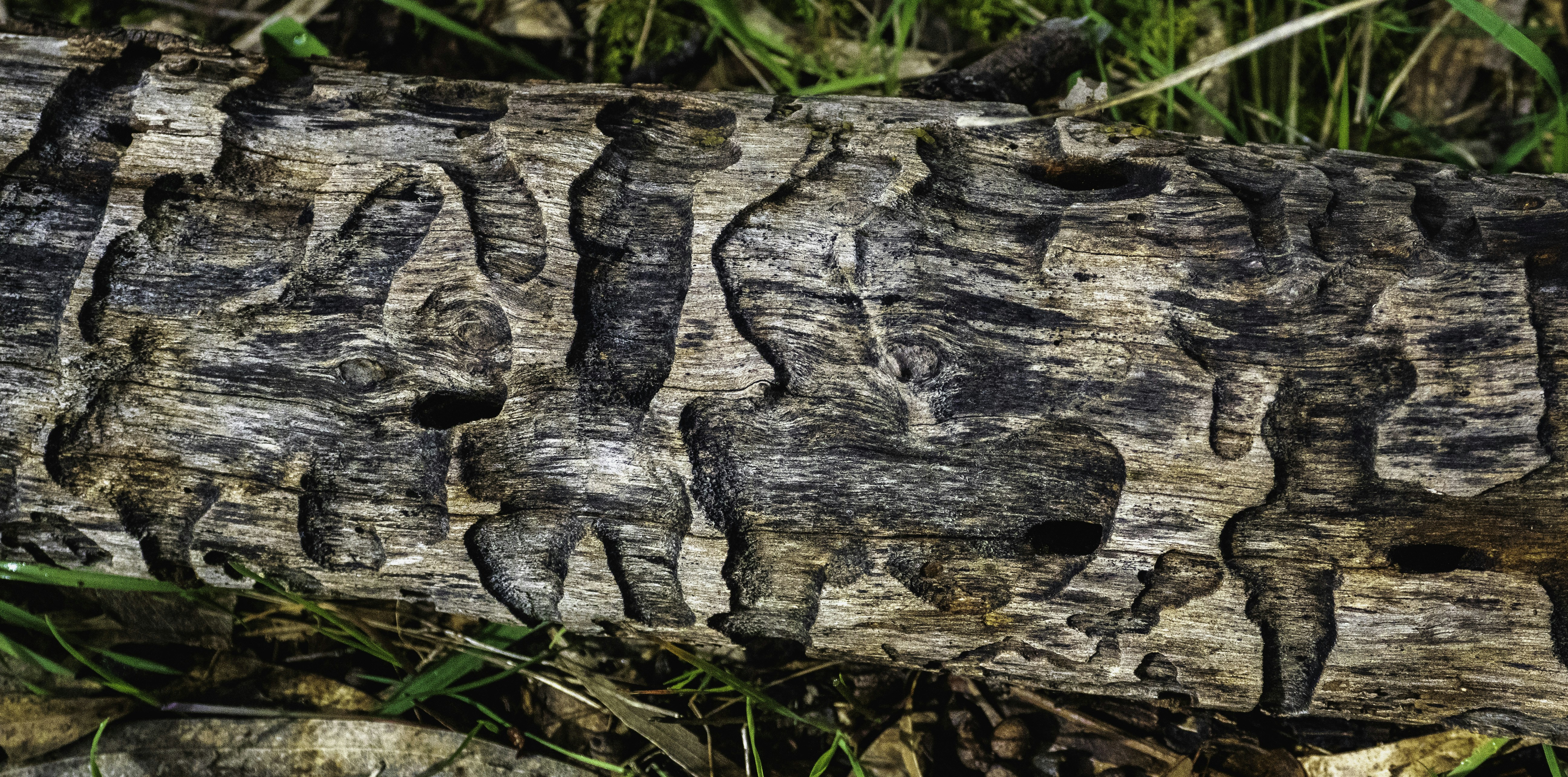 Detailed patterns carved into a weathered log, showcasing the artistry of nature's decomposition process.