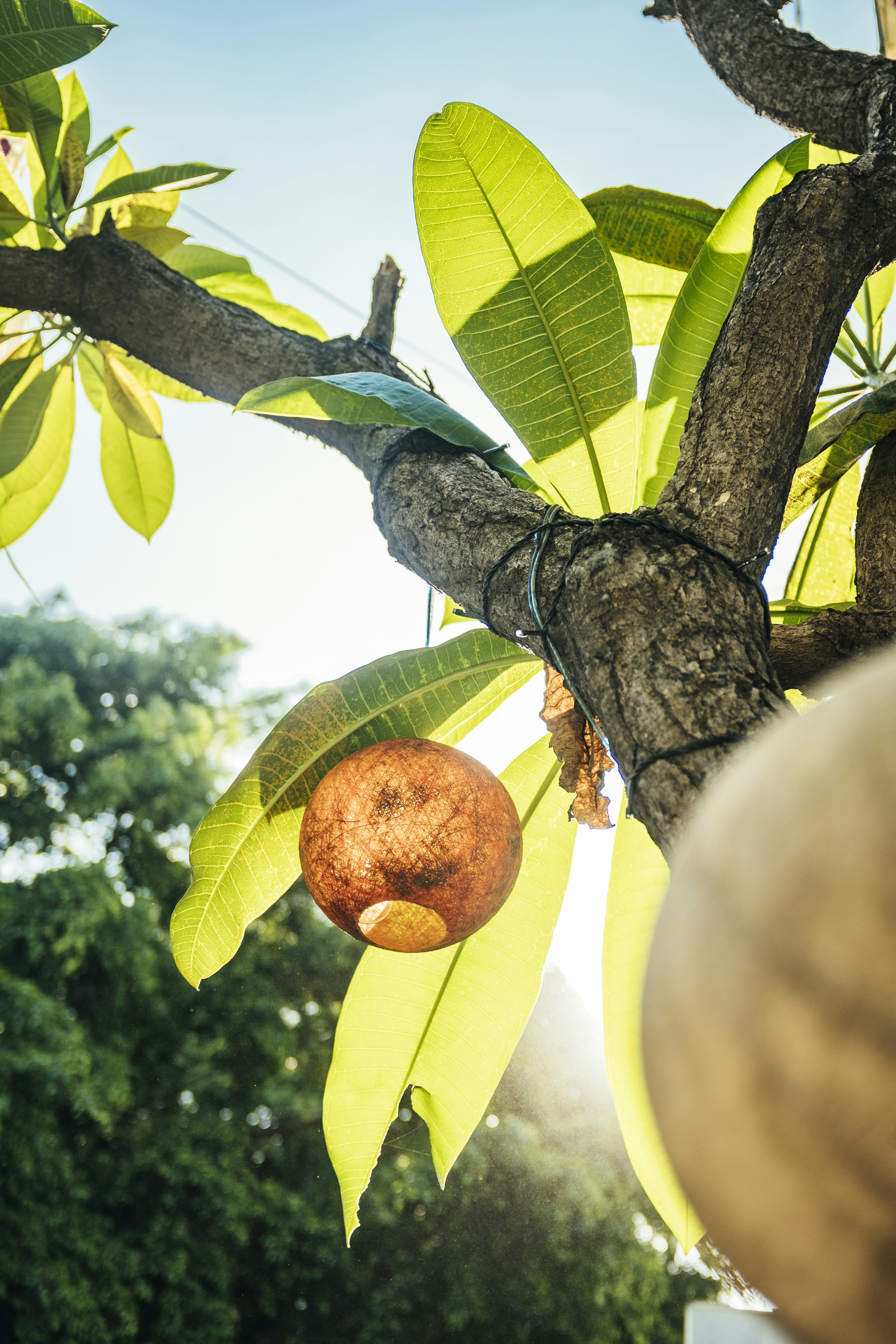 Sunlit Fruit on a Branch: Quiet Moment Among Green Leaves