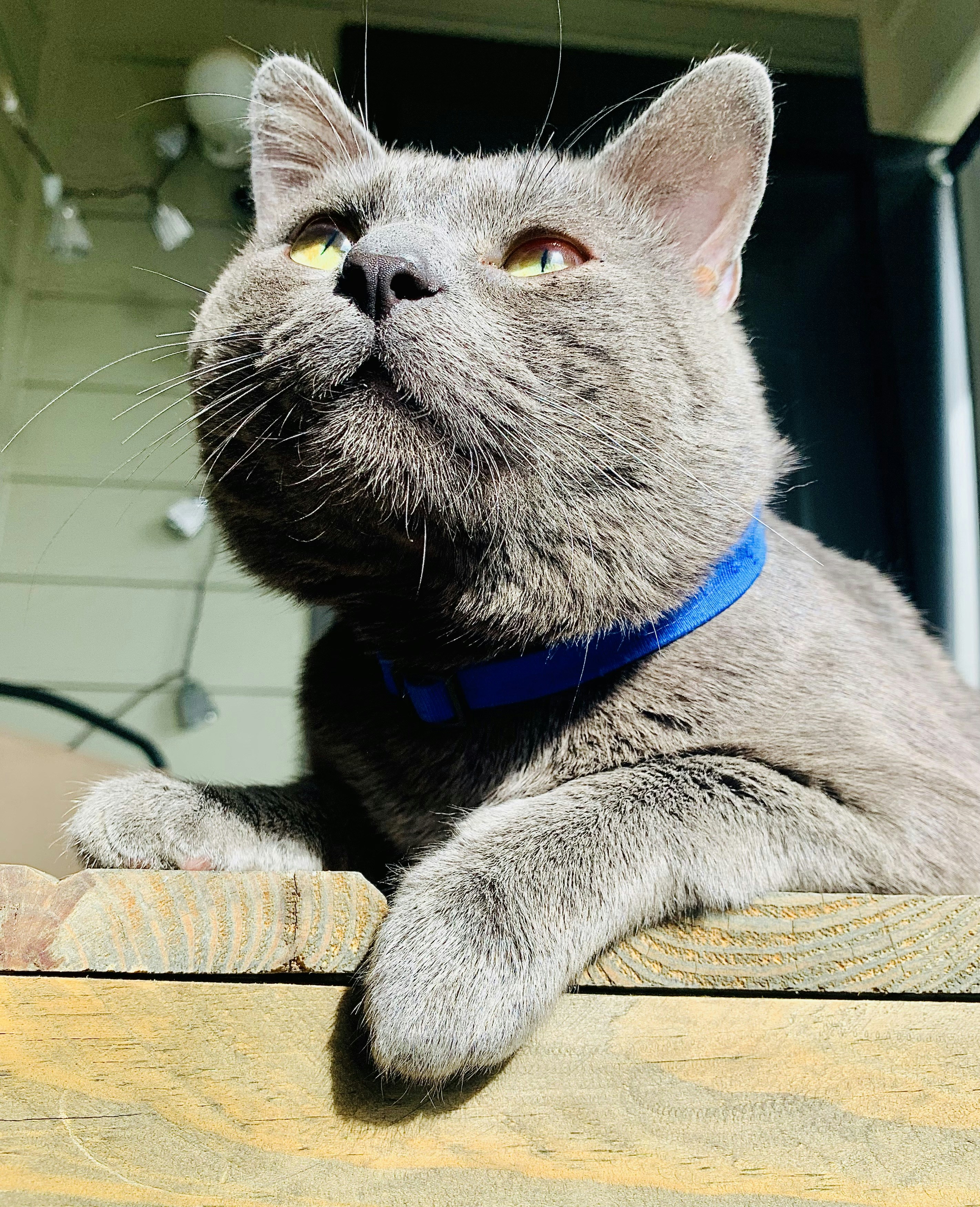 Blue-Collared Sentinel: A Grey Cat's Daylight Gaze